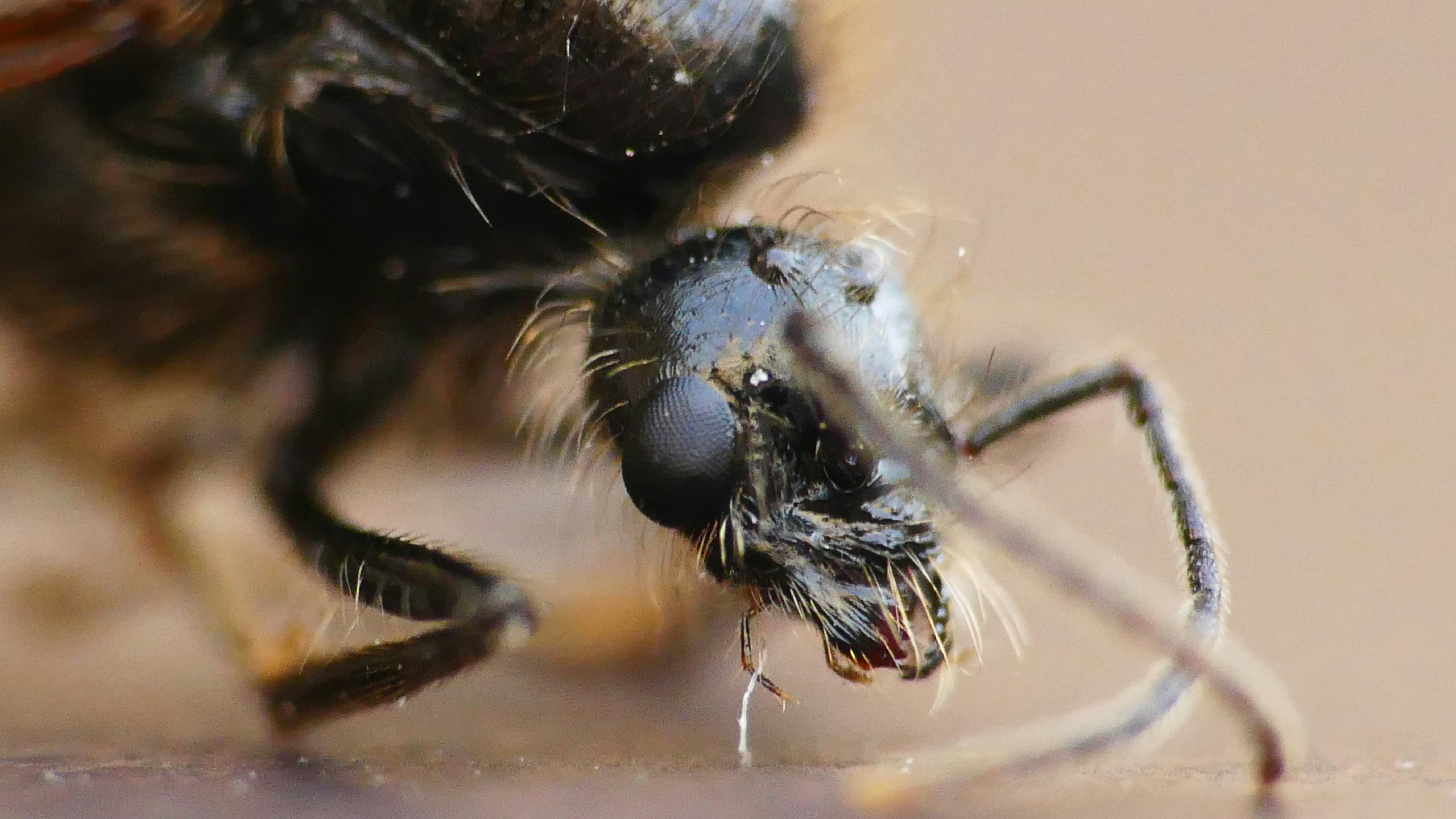 Macro Glimpse: A Soldier Ant’s Precision on the Edge