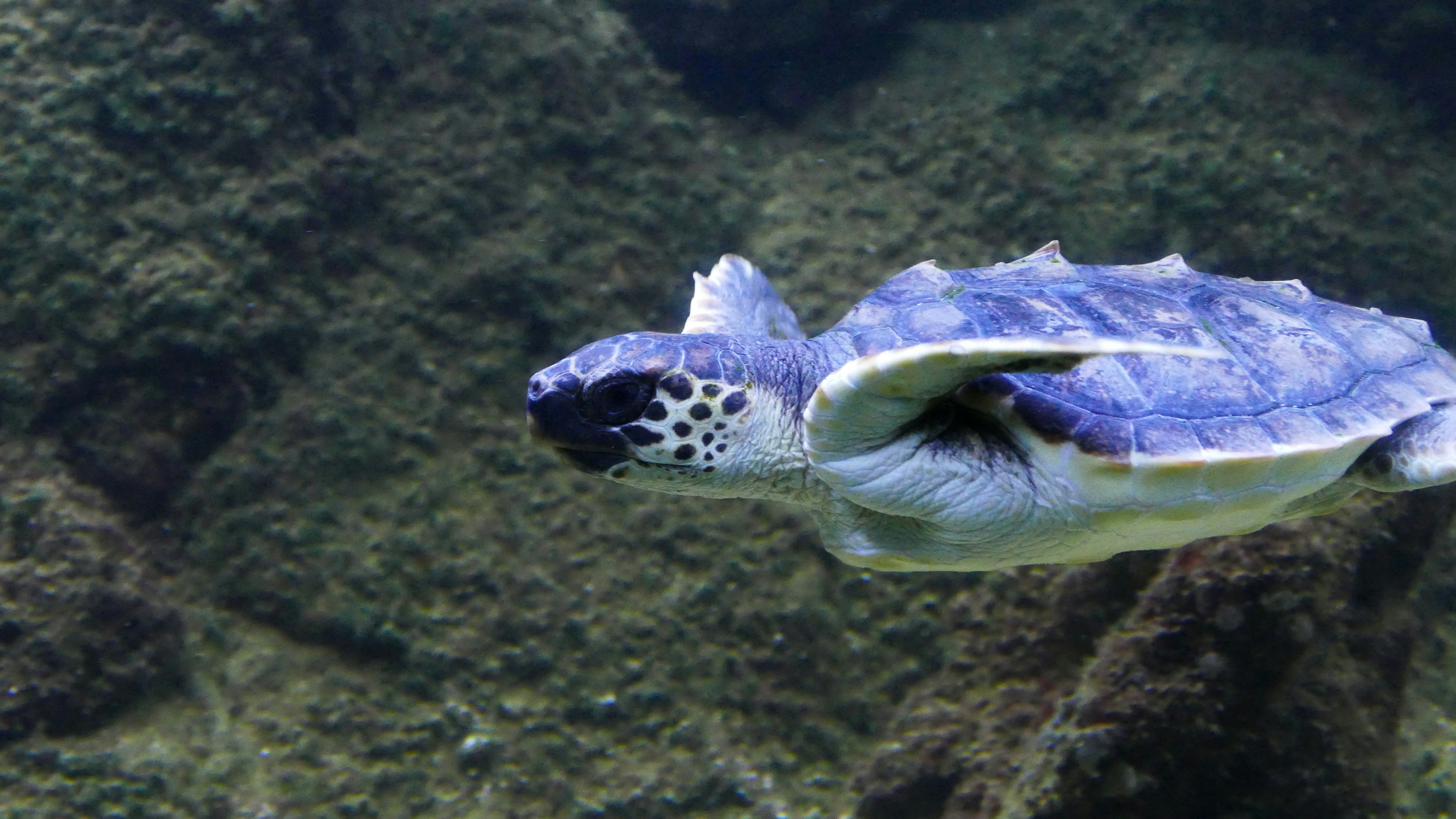 Gliding Green Sea Turtle Blocks the Reef's Quiet Horizon