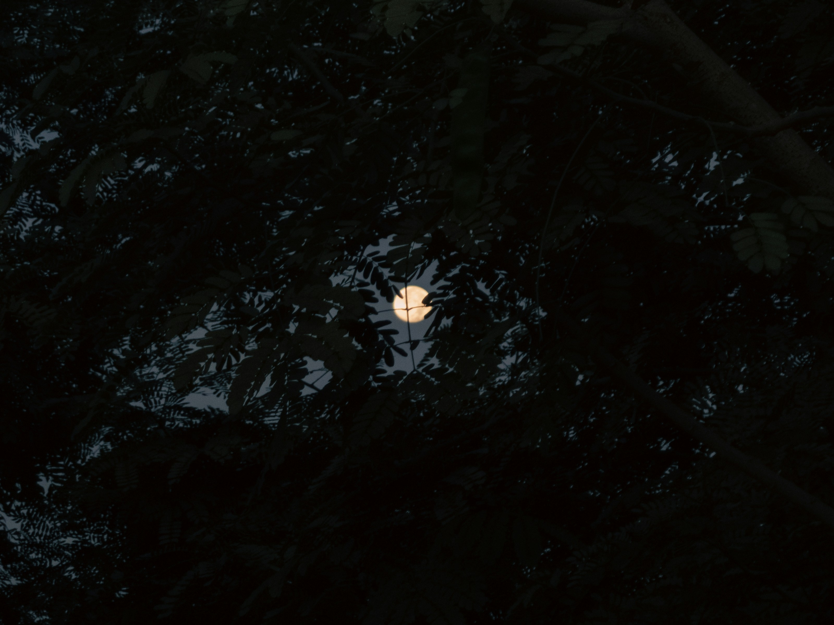 Full moon shining through dark tree branches at night
