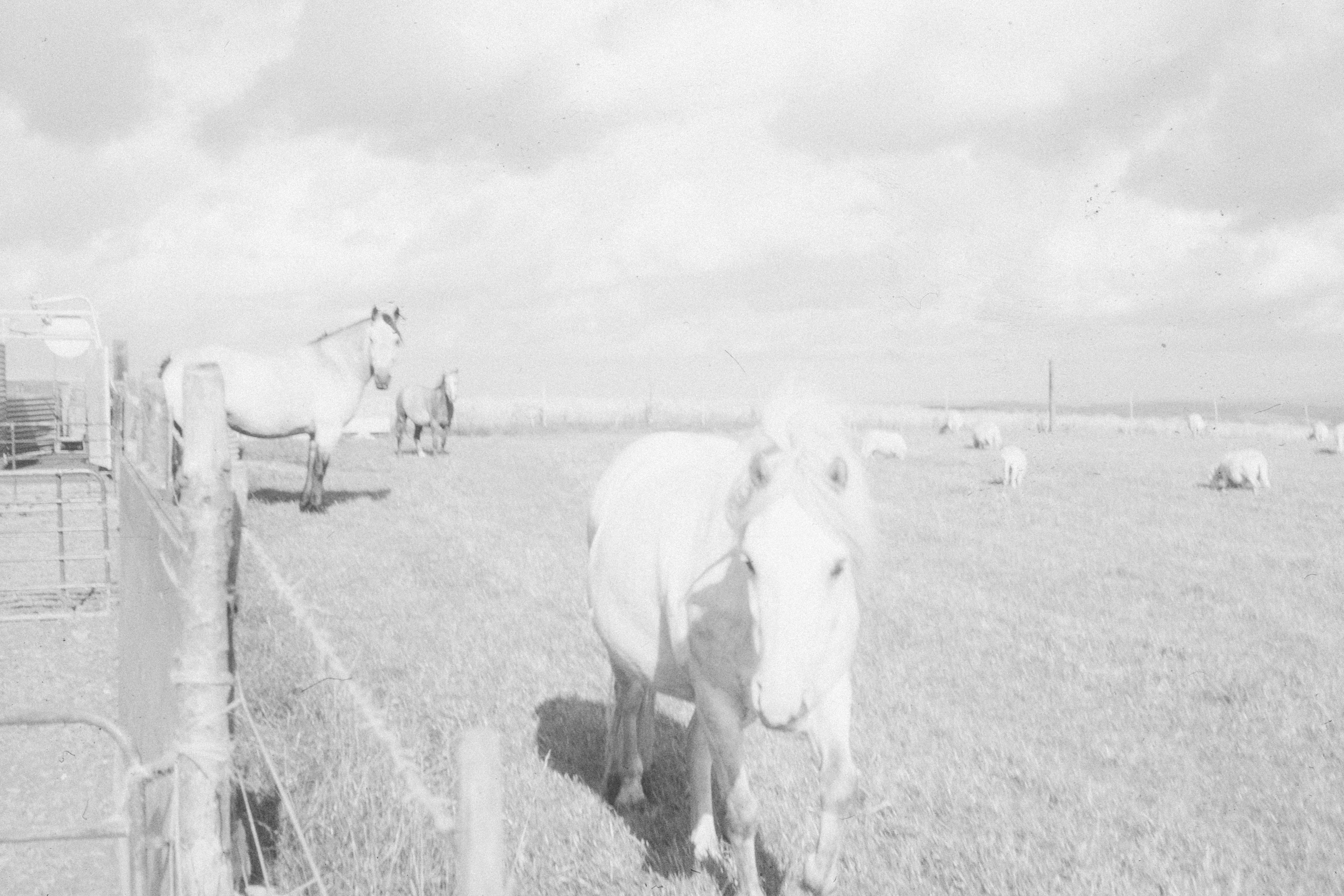 Pasture Gaze: A Quiet Herd at Distant Edge