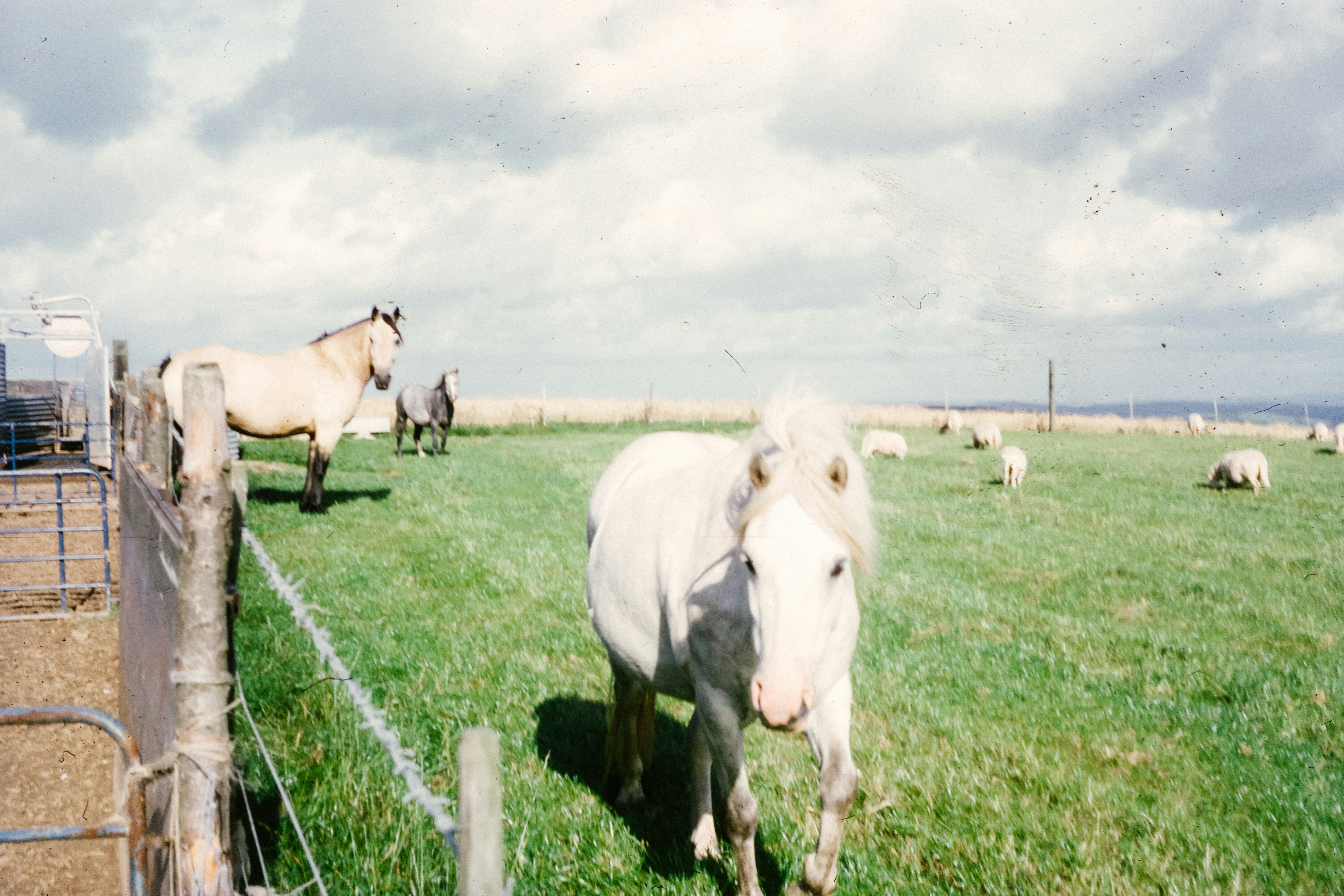 White-on-Green: Curious Pony Approaches the Fence