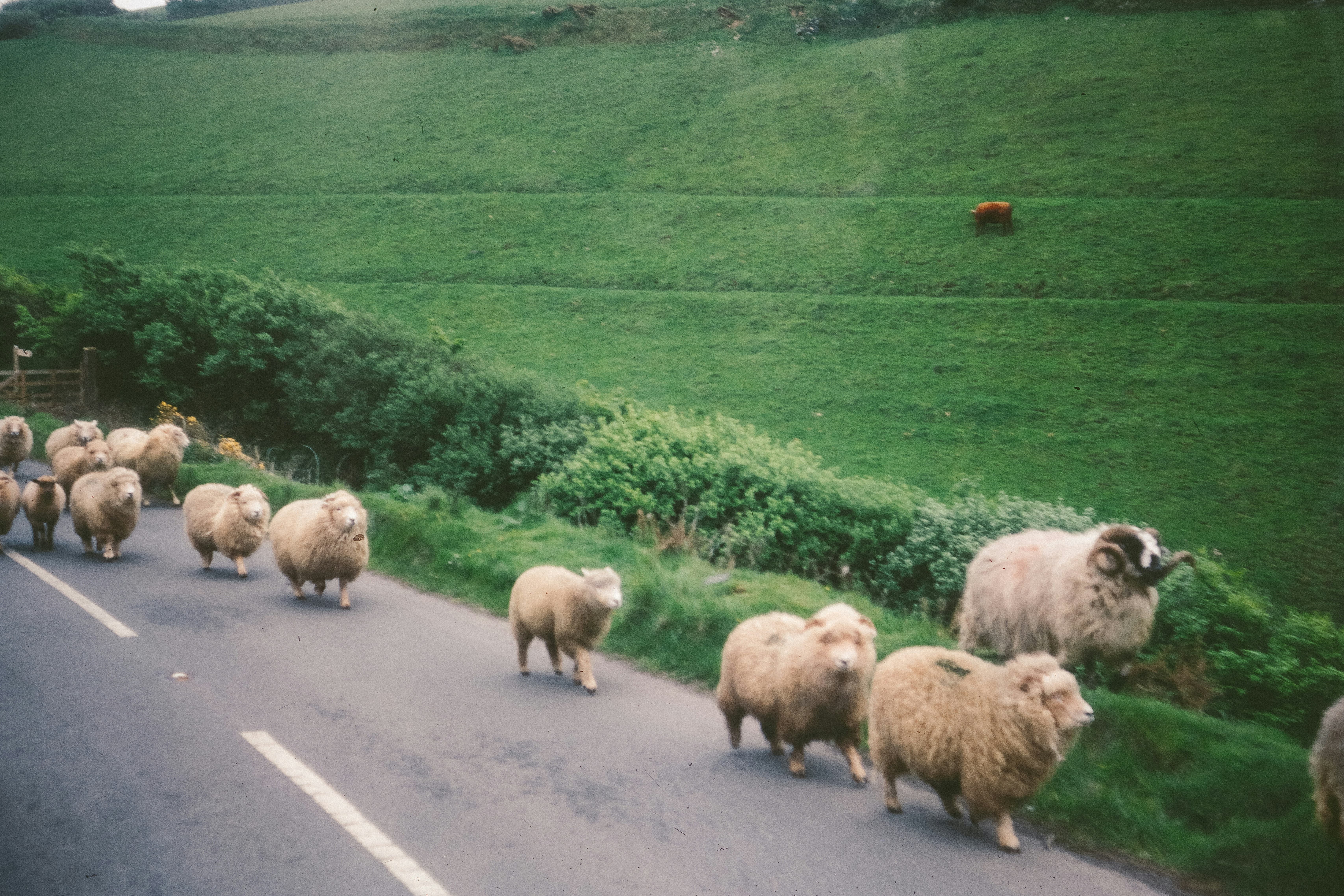 Woolen Parade on a Quiet Rural Road