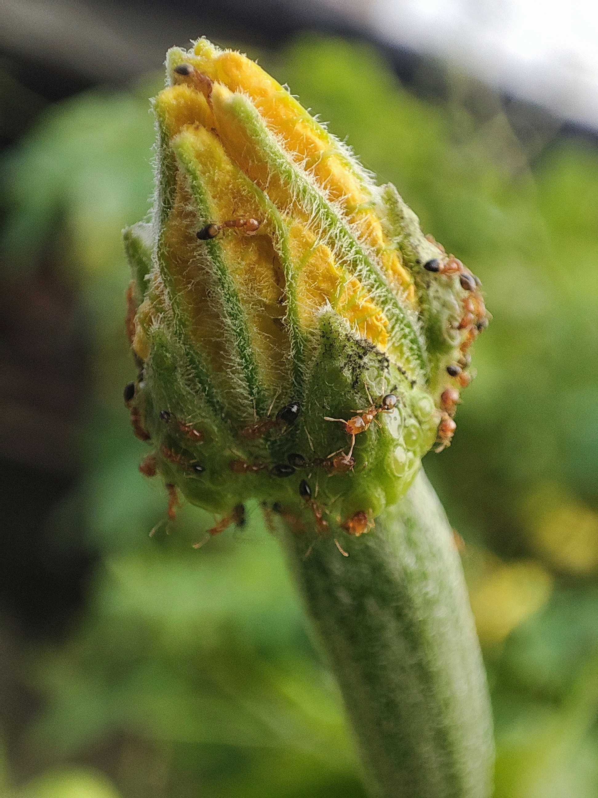 Photo by Adarsh Kumar Singh with Xiaomi Mi 11X