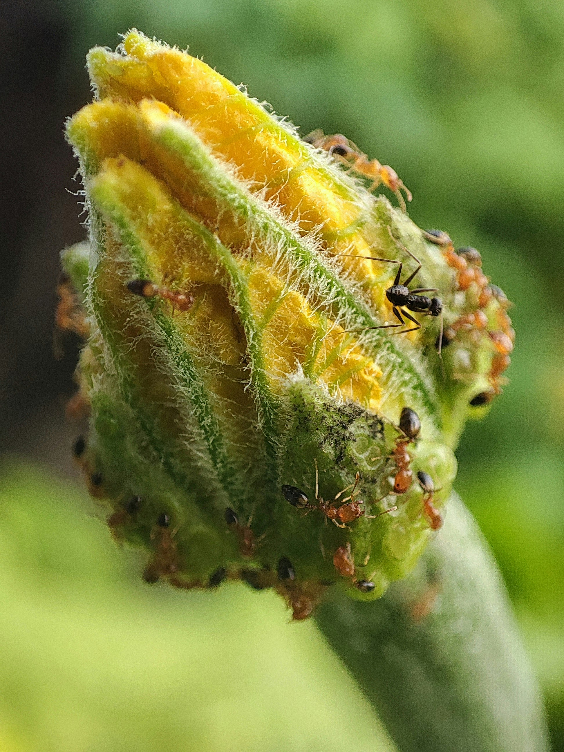 Photo by Adarsh Kumar Singh with Xiaomi Mi 11X