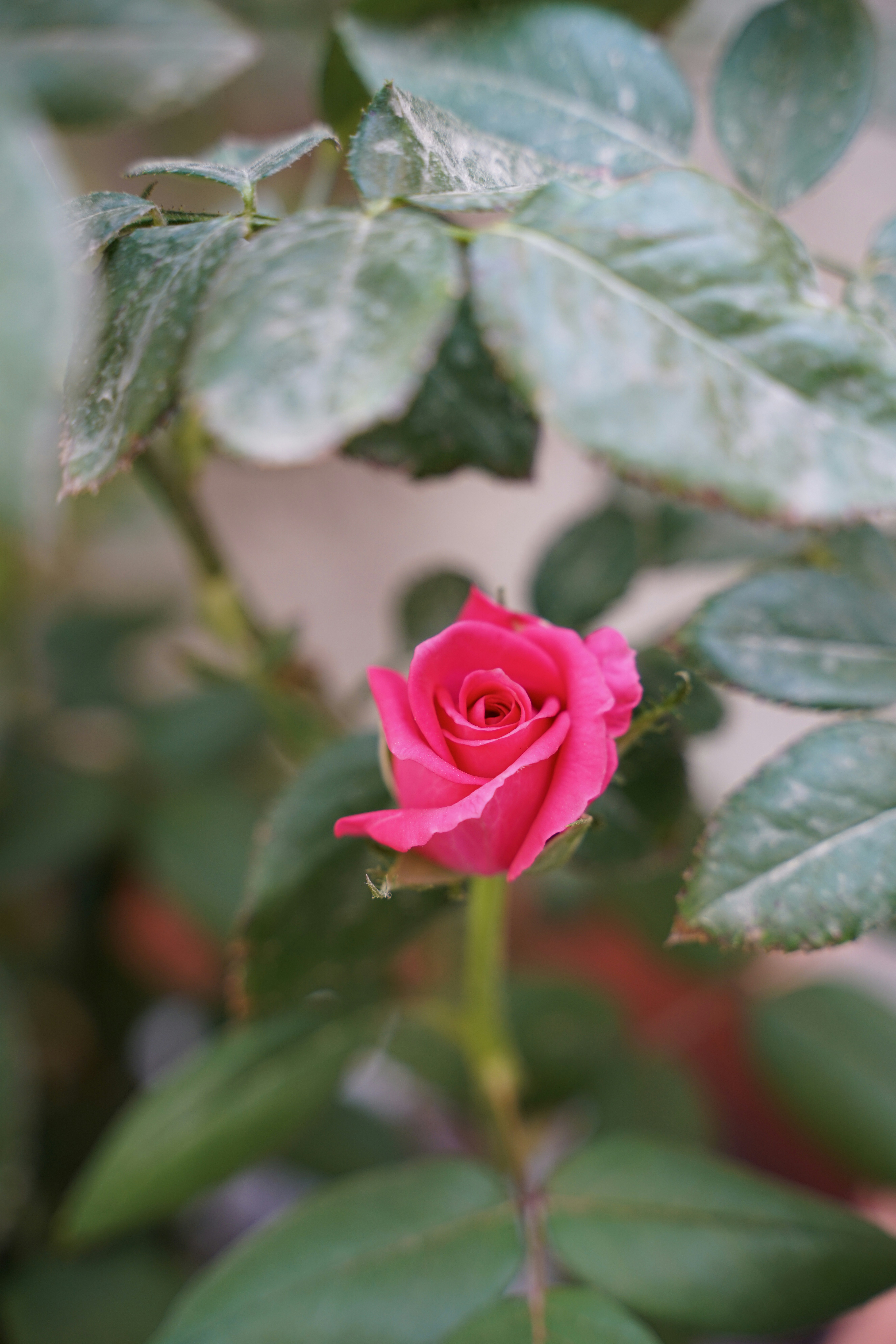 Photo by George 🦅 with Sony Alpha 7R II