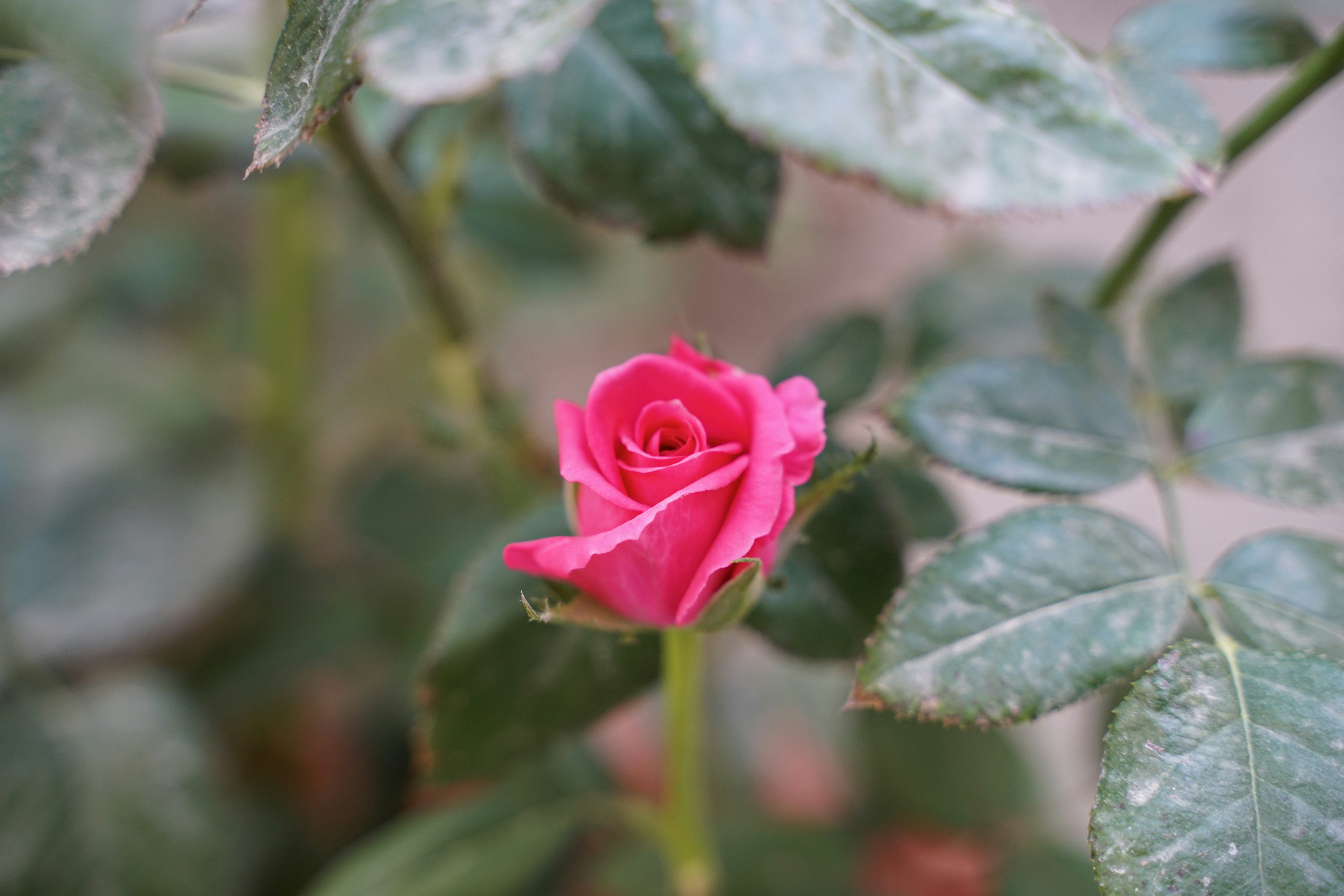 Photo by George 🦅 with Sony Alpha 7R II