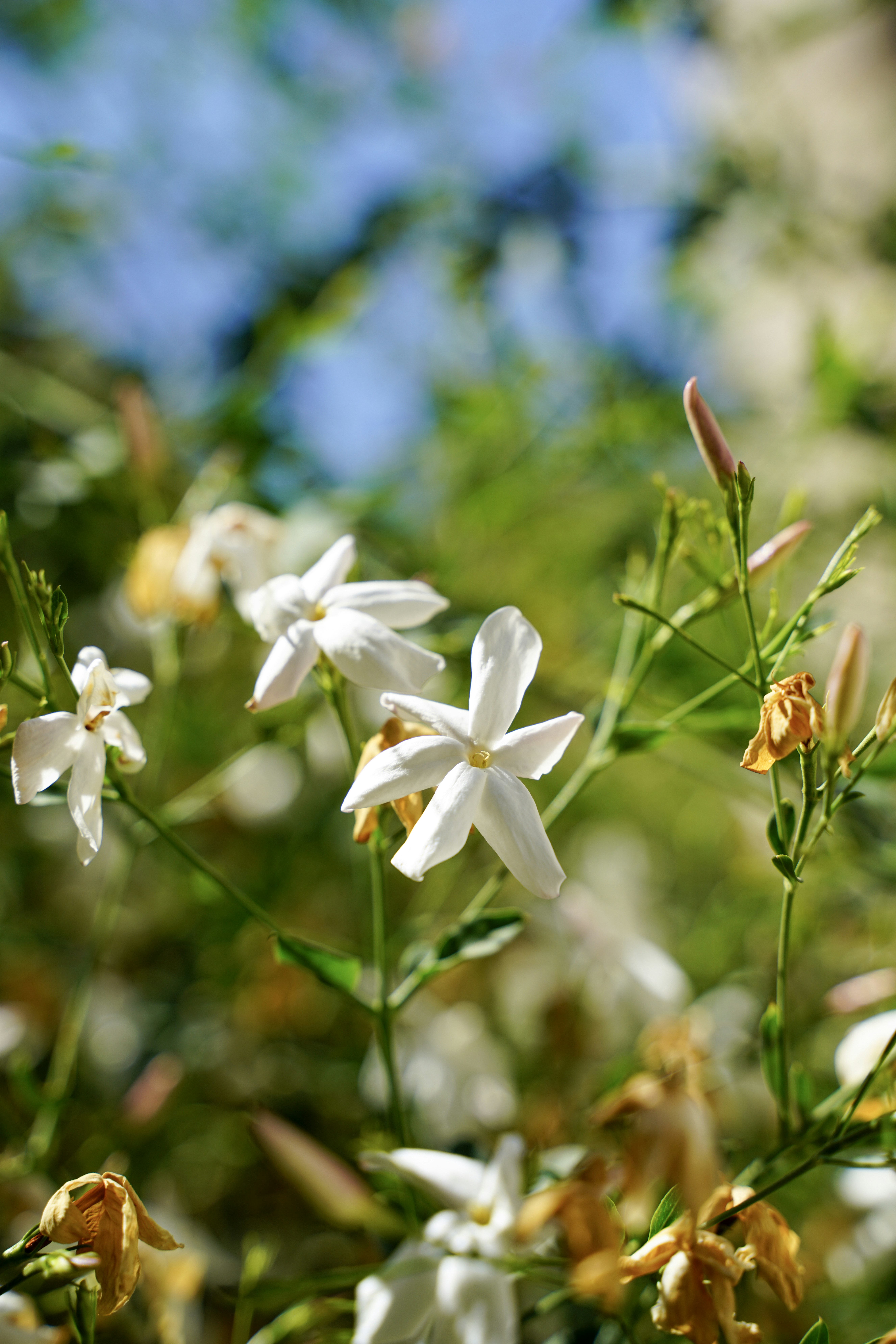 White Florals in Sunlit Garden Blur