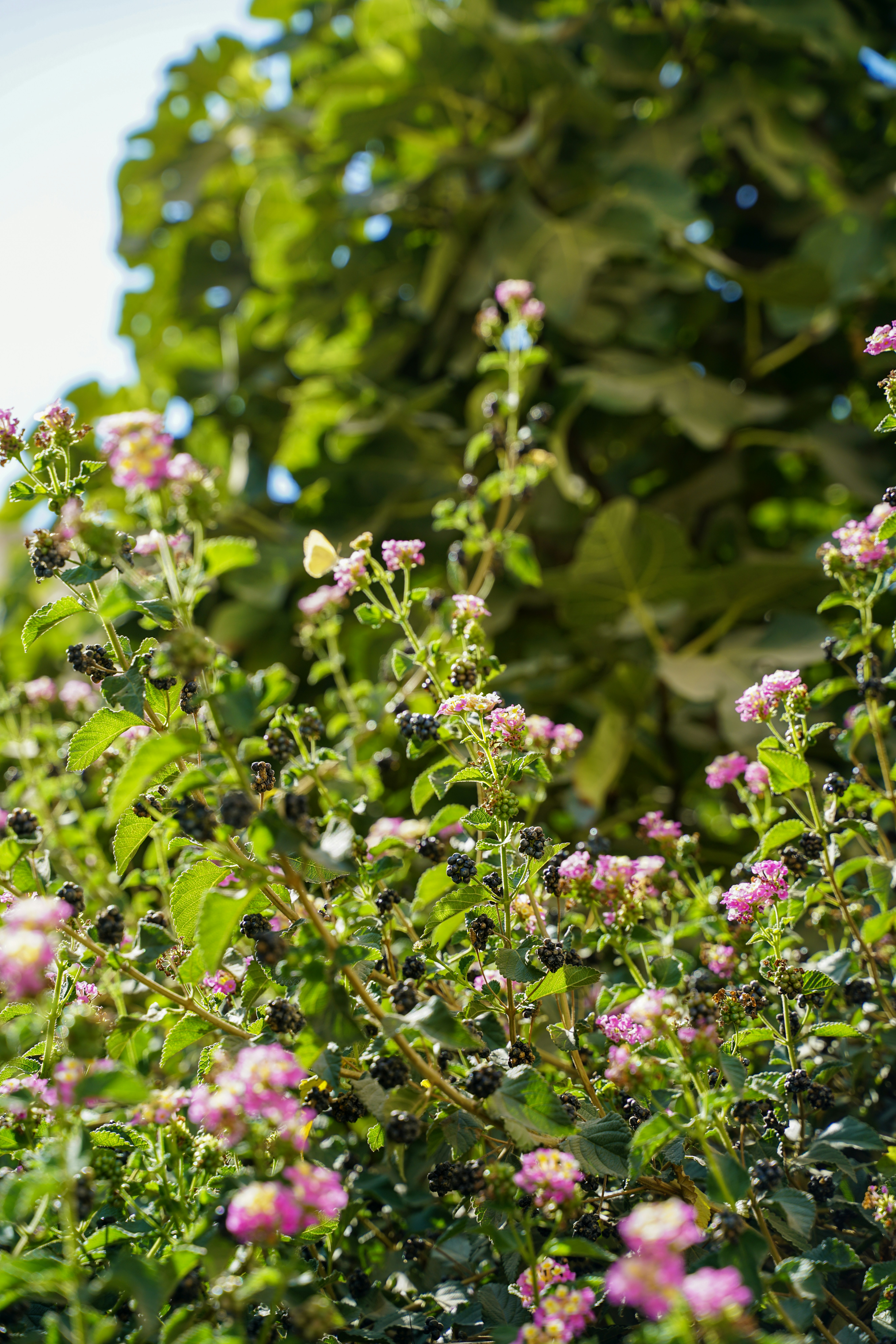 Photo by George 🦅 with Sony Alpha 7R II