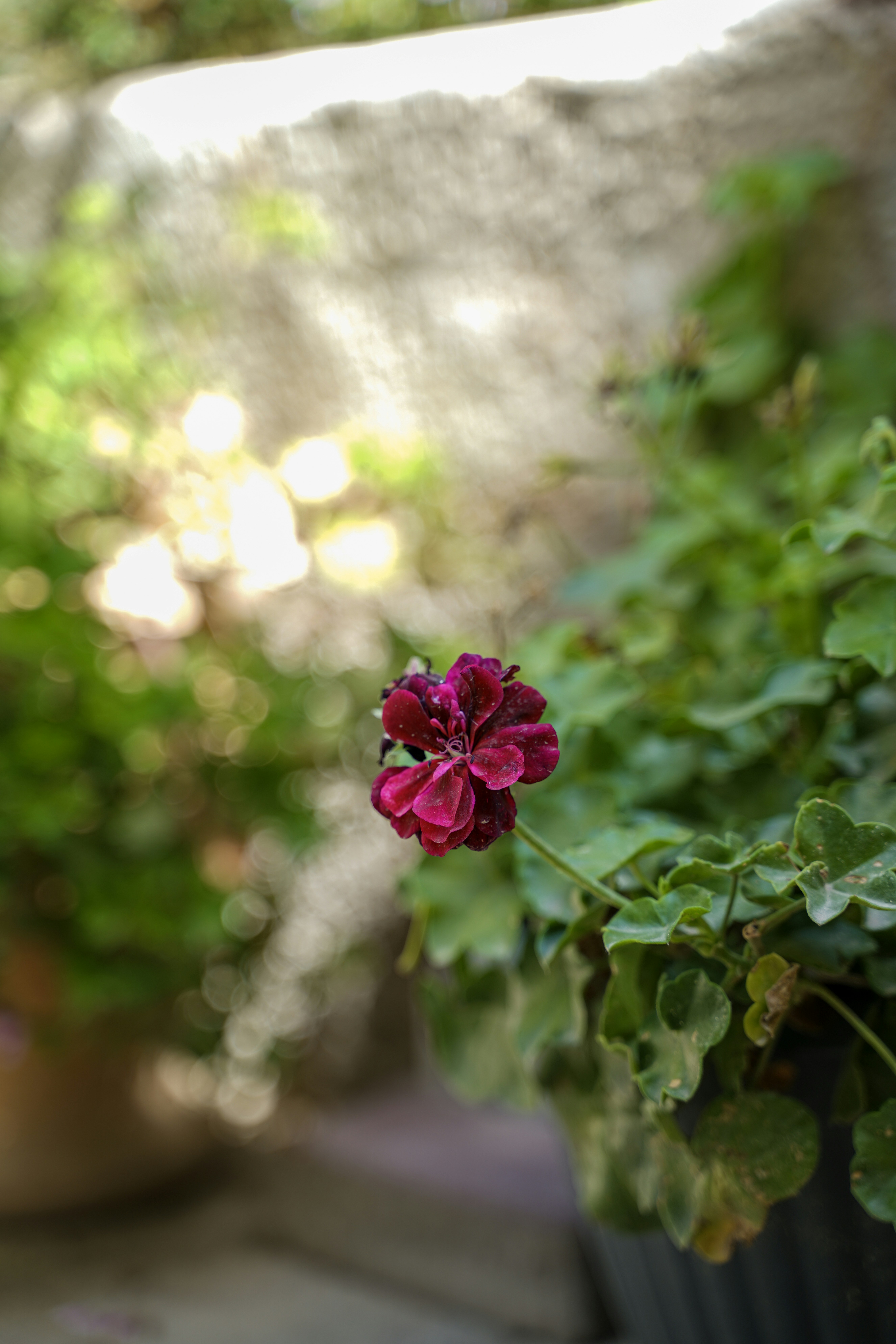 Red Blooms of Quiet Corner