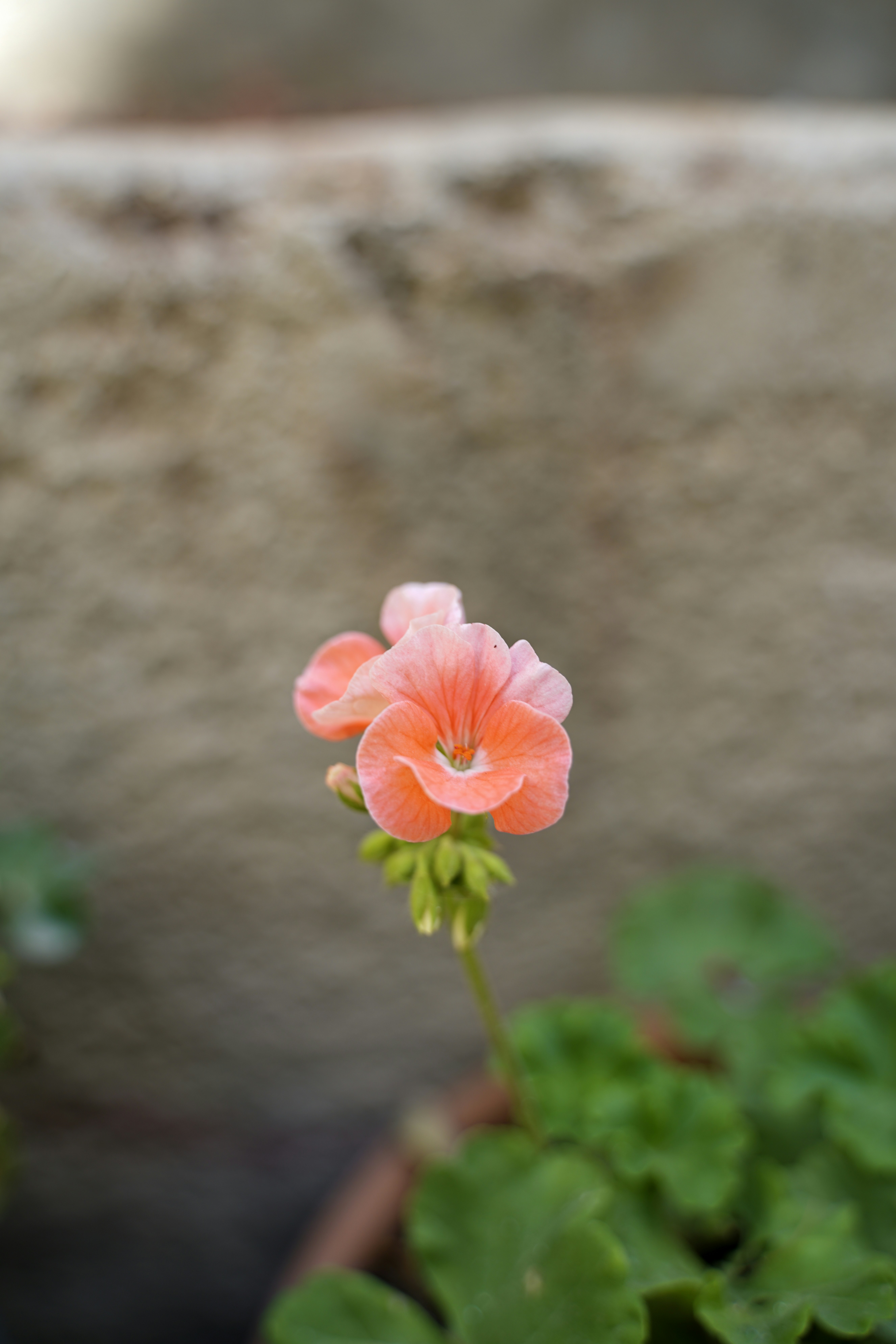 Soft coral geranium in a sunlit courtyard