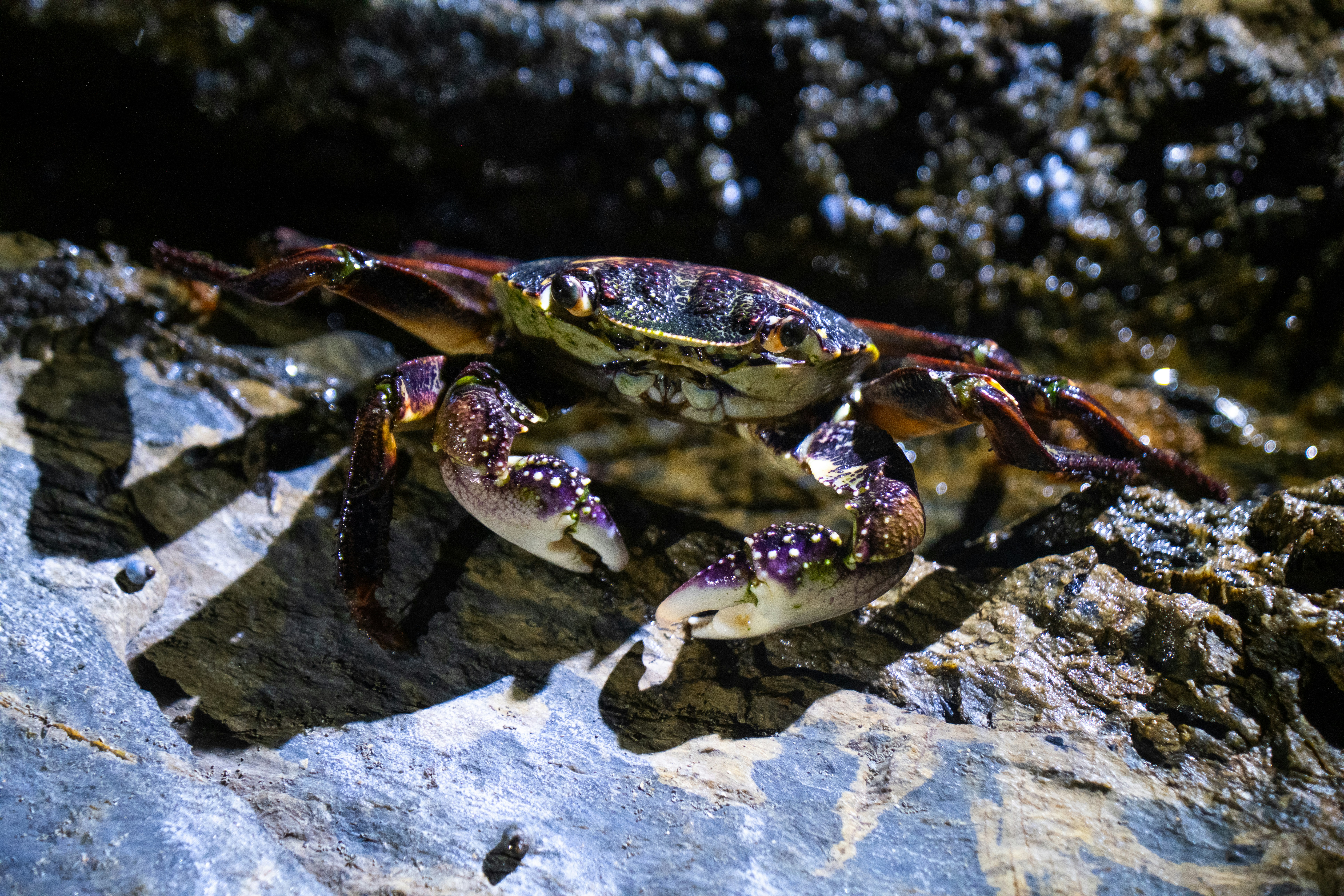 Crabs on the Edge: Coastal Claws Resting on Stone