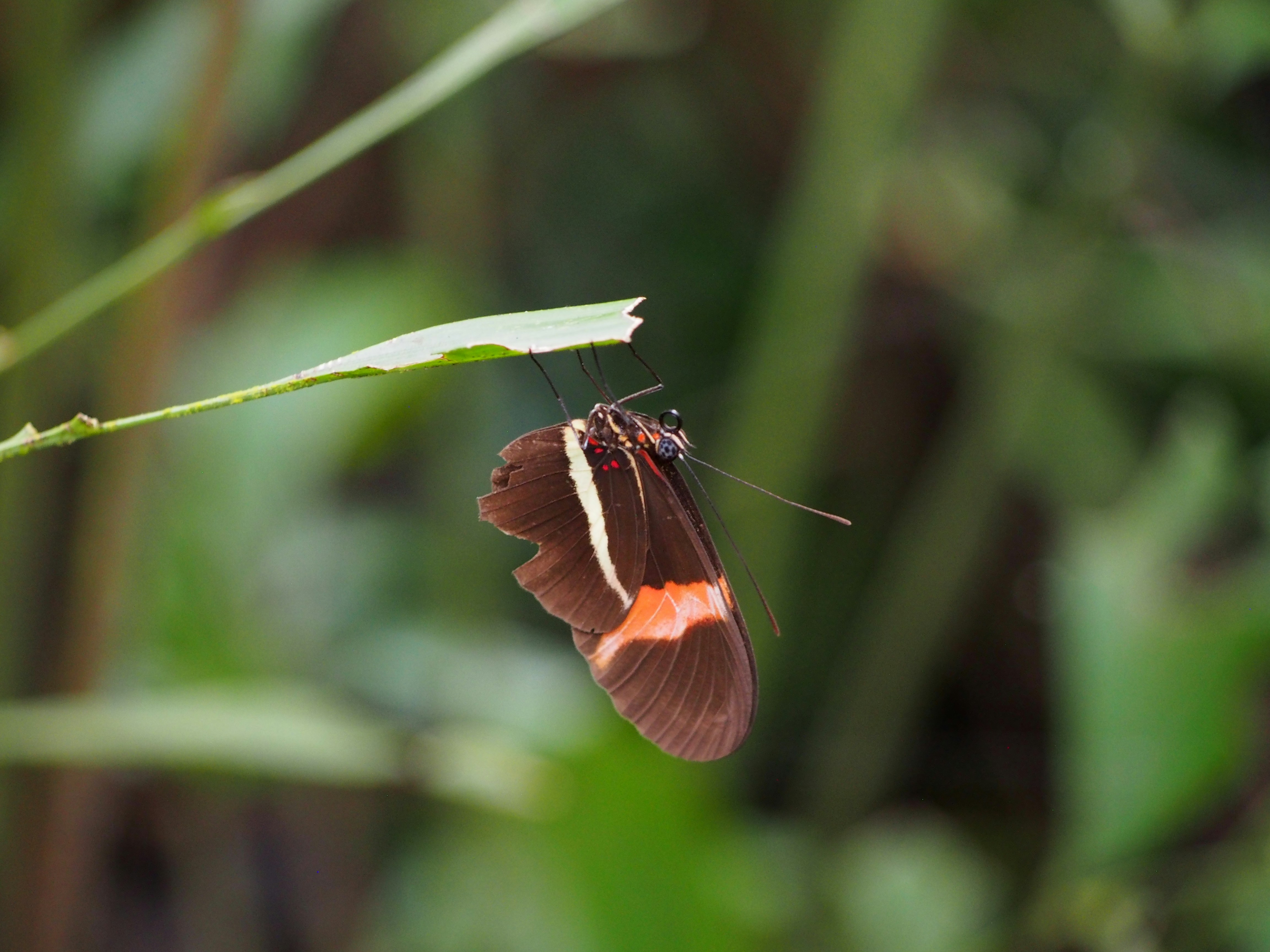 Scarlet Wing on a Fragrant Edge