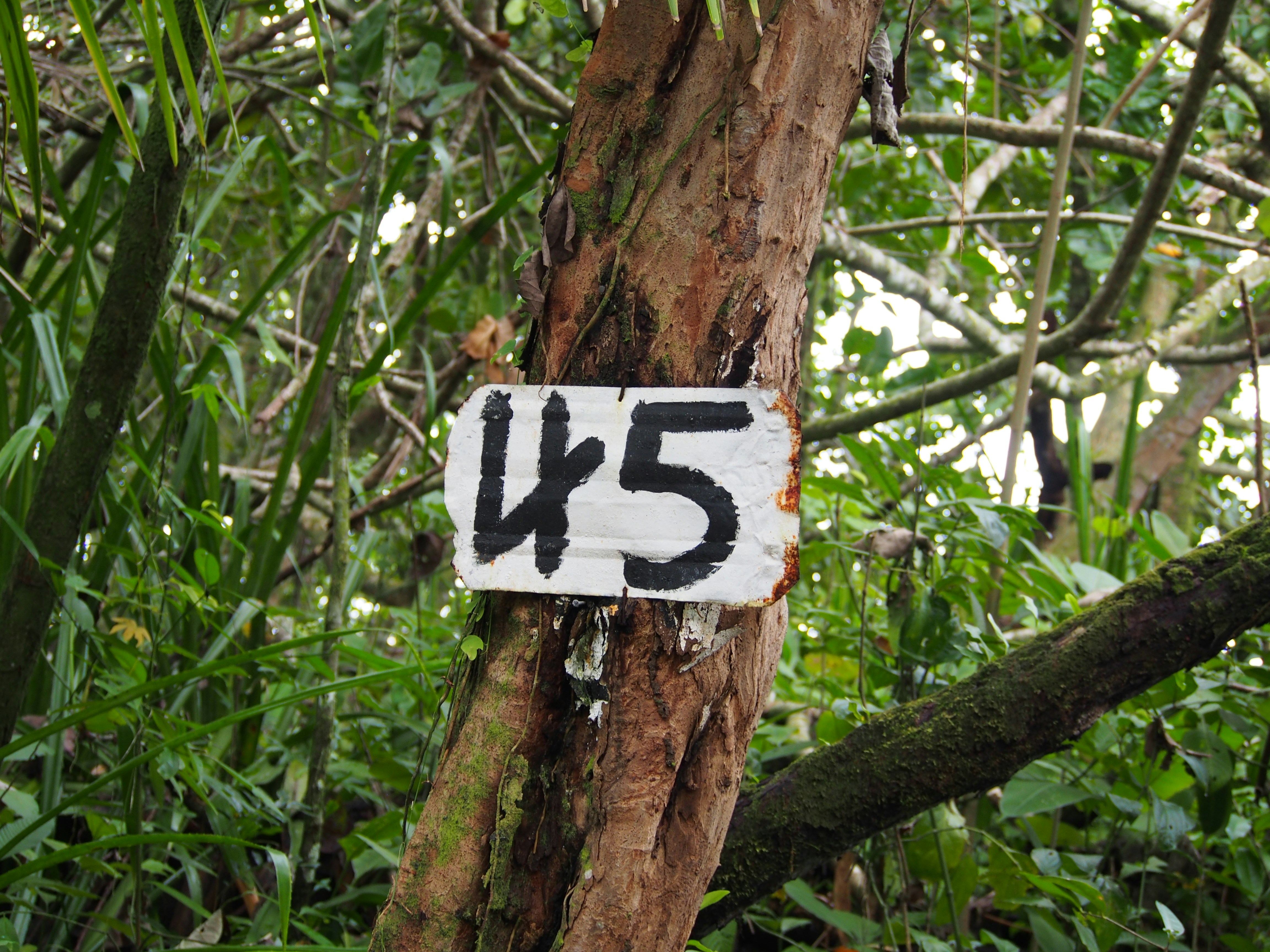 Marker on the Mossy Trunk: A Weathered Number Among Greenery