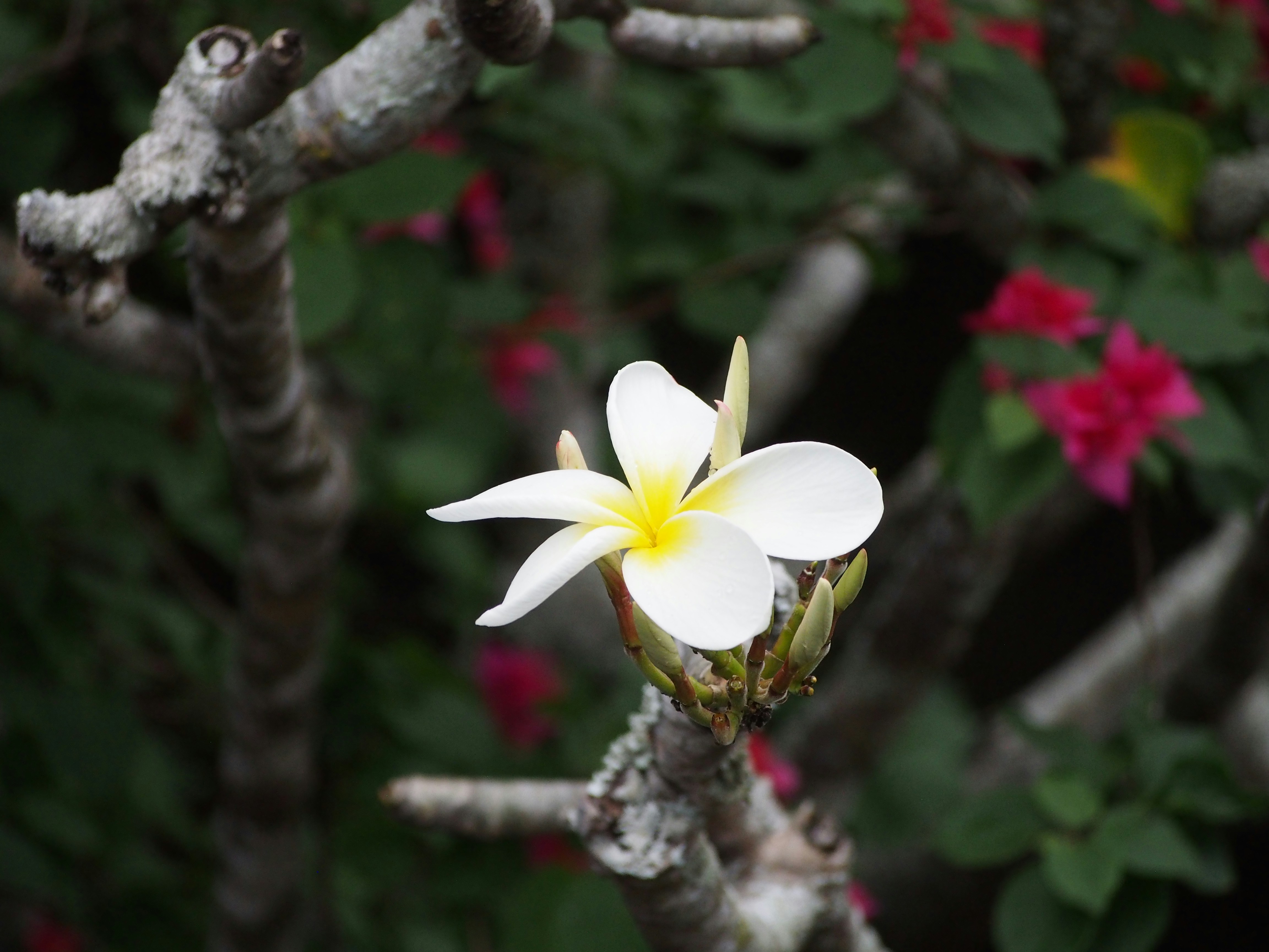 White Plumeria Bloom Framed by Twilight Branches