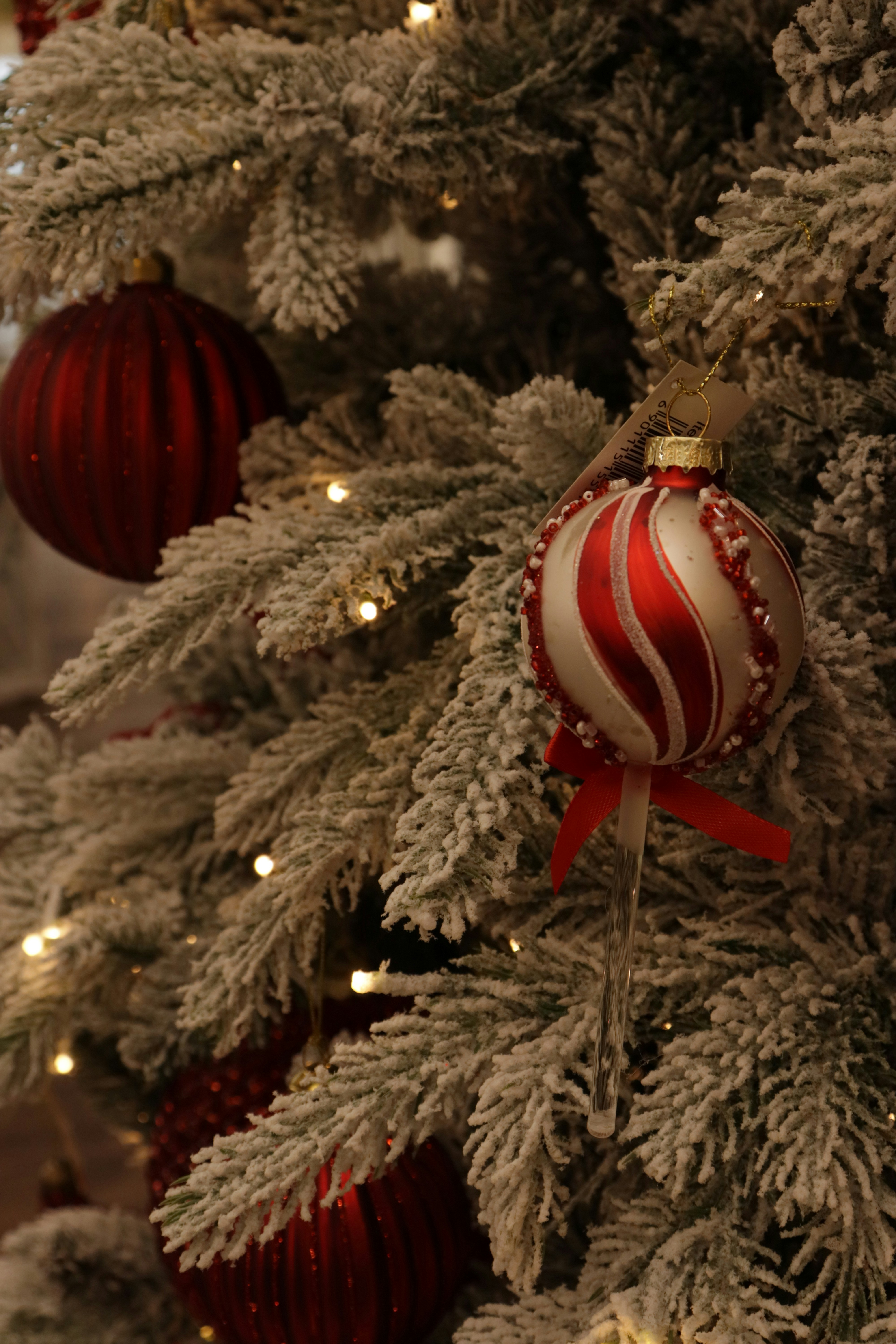 Red-and-White Ornament in Frosted Christmas Fir