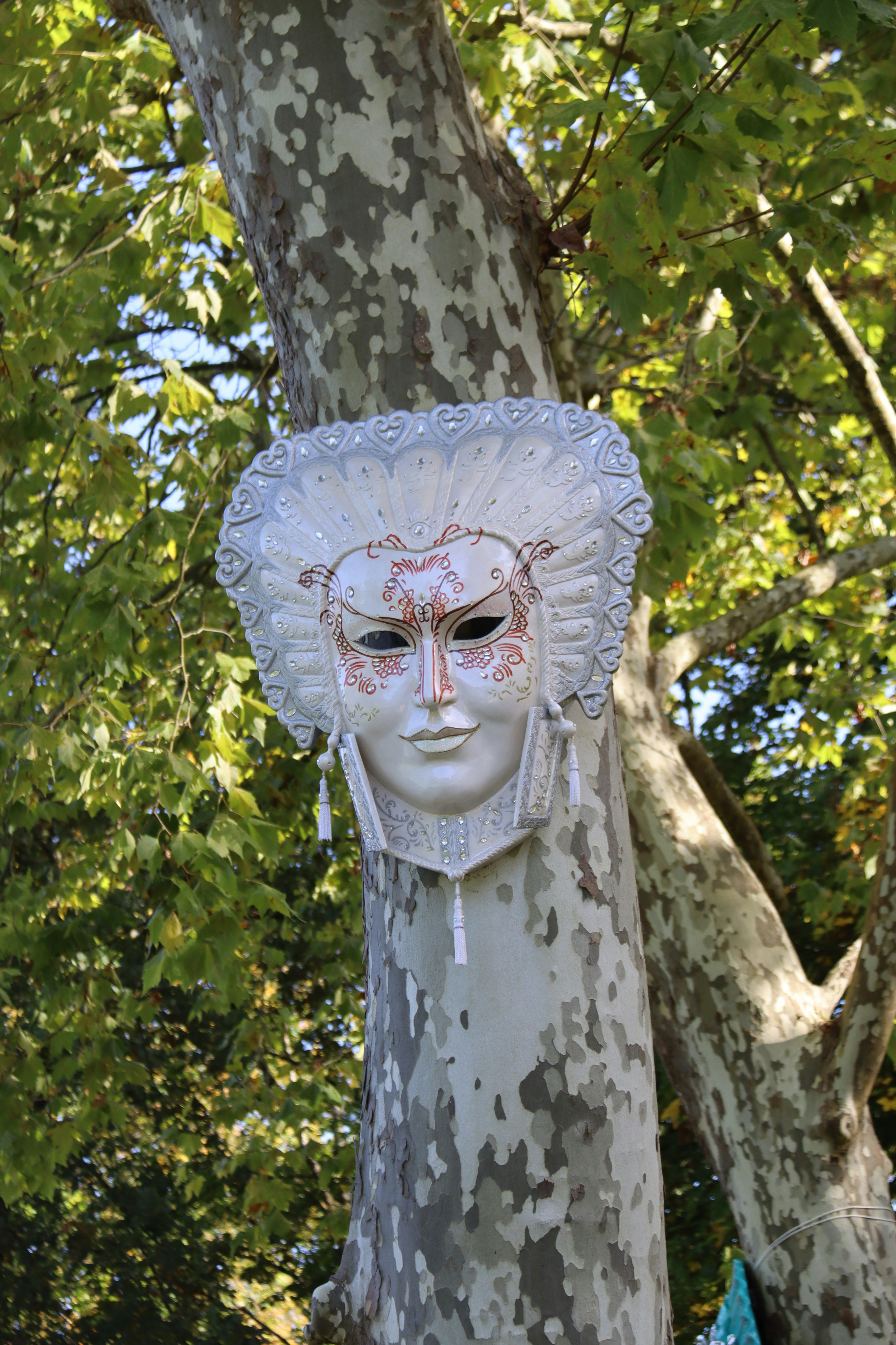 Masked Mystery Adrift on a Graffiti of Bark