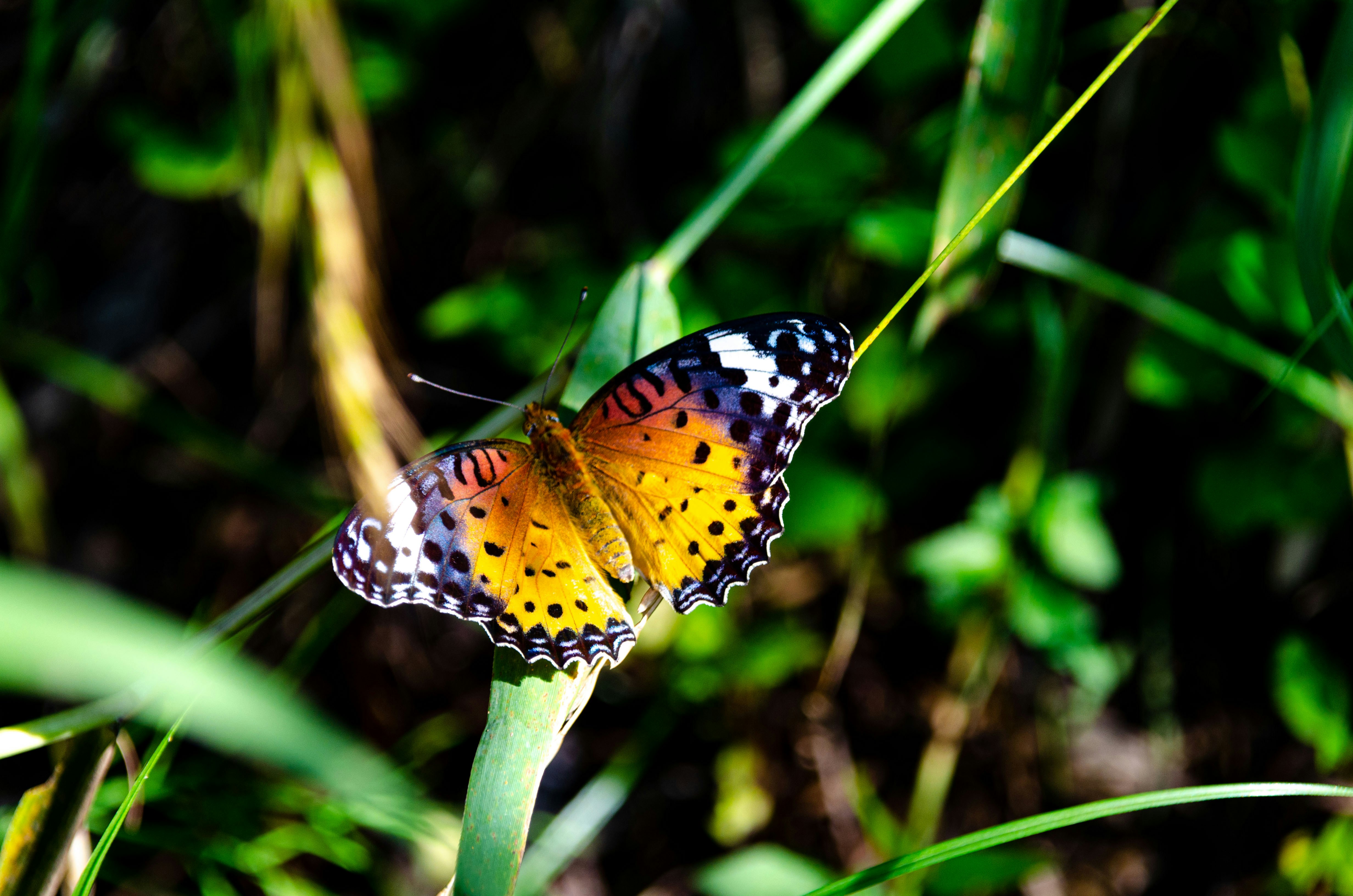 Photo by Alex Ko with Nikon D7000