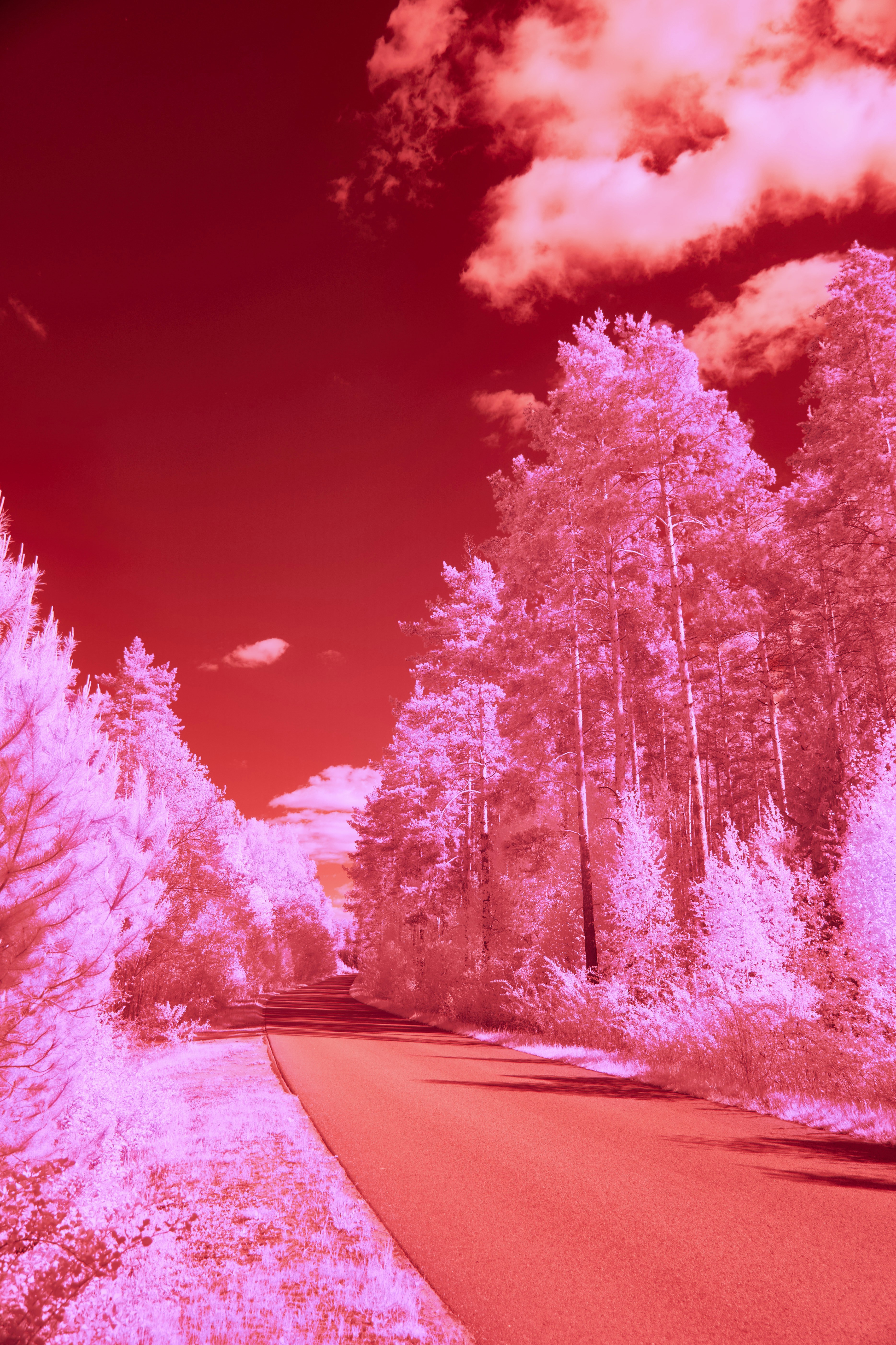 Photo by Wolfgang Hasselmann with Sony Alpha 7 IV