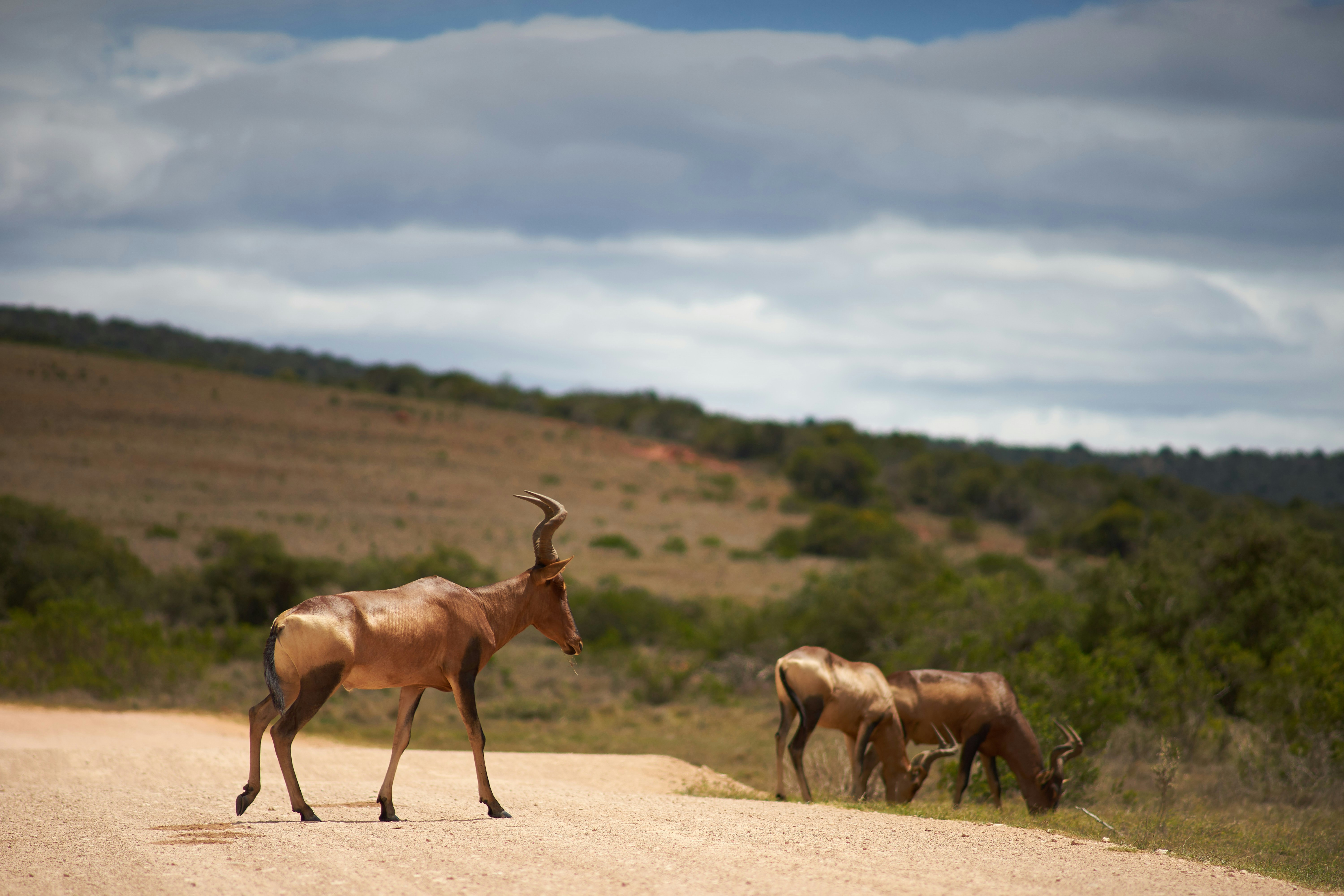 Grazing Herd on Dusty Plain Under Wide Sky