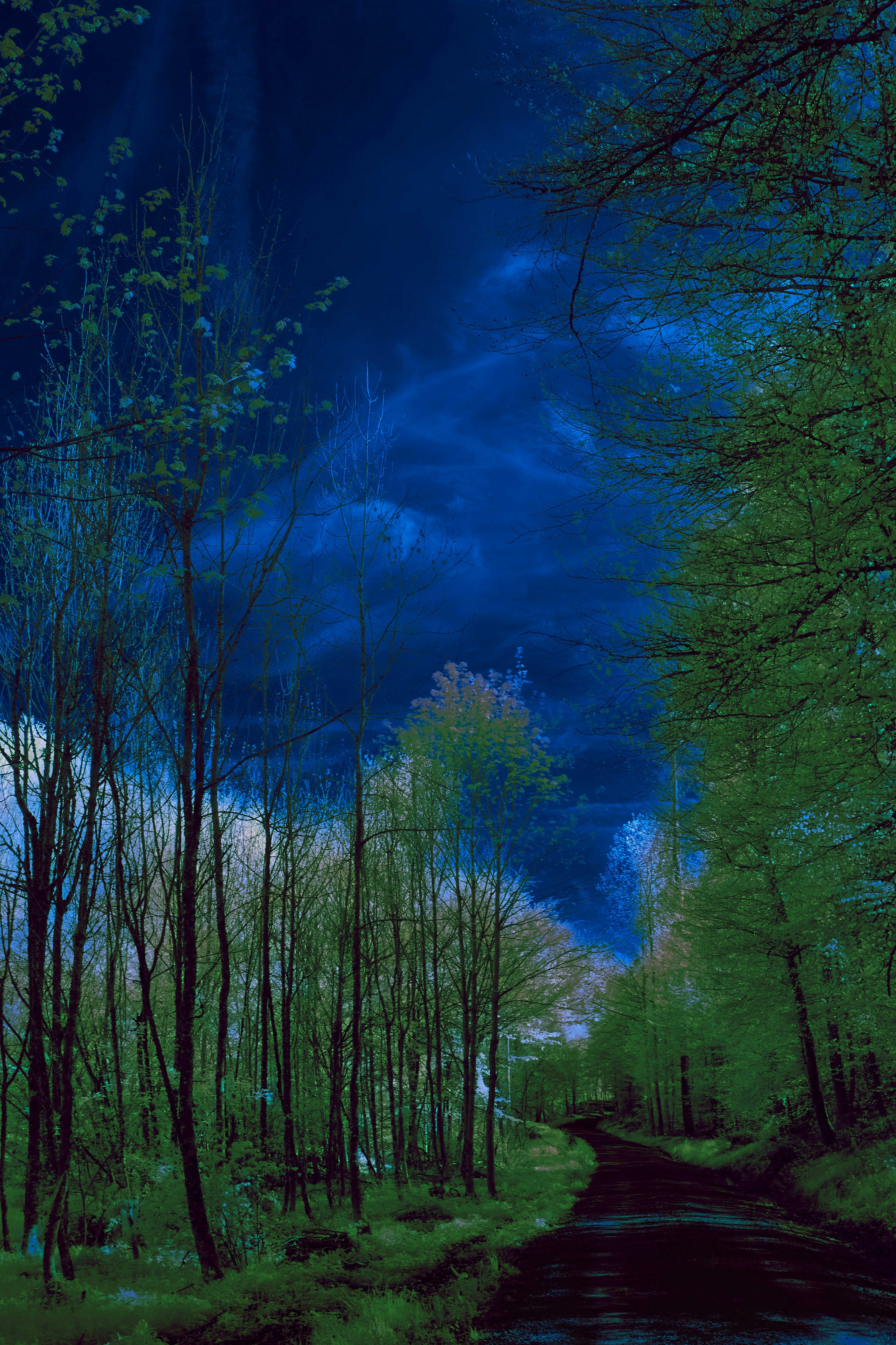 Trail Through an Electric Blue Evening Forest