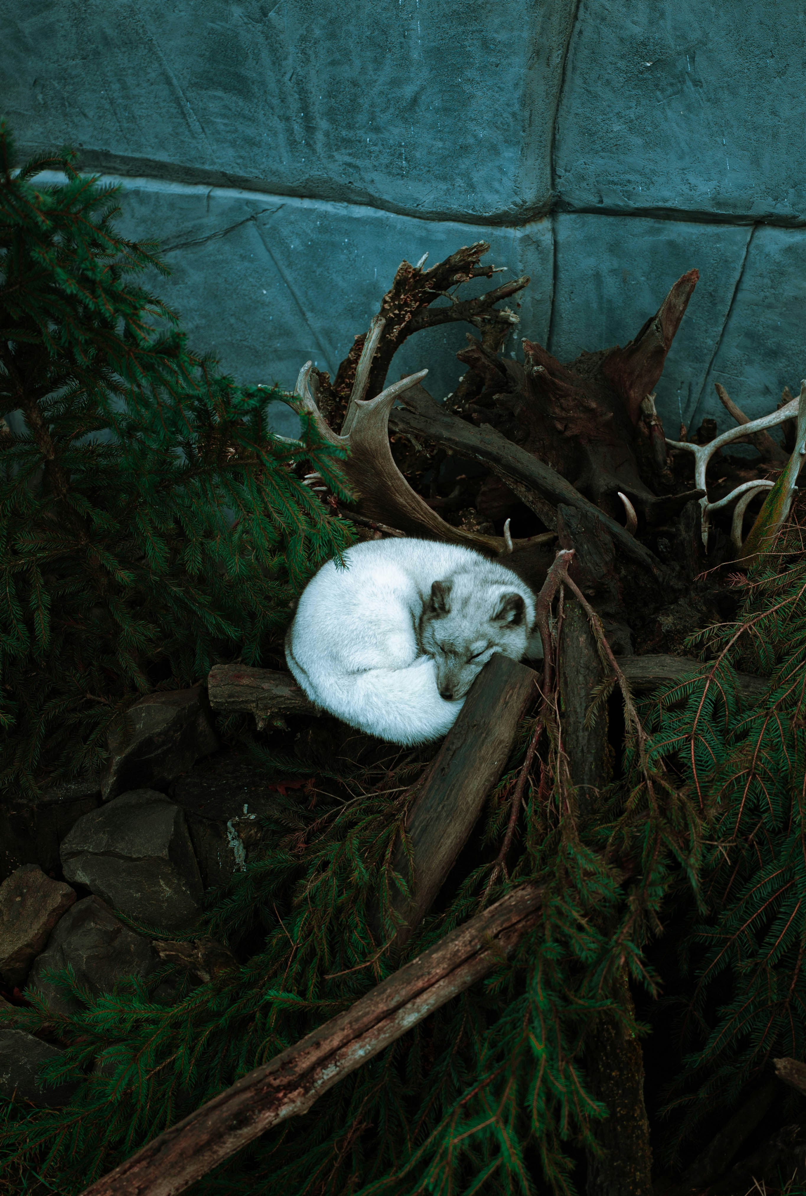 Sleepy Sentinel in the Green Lloom