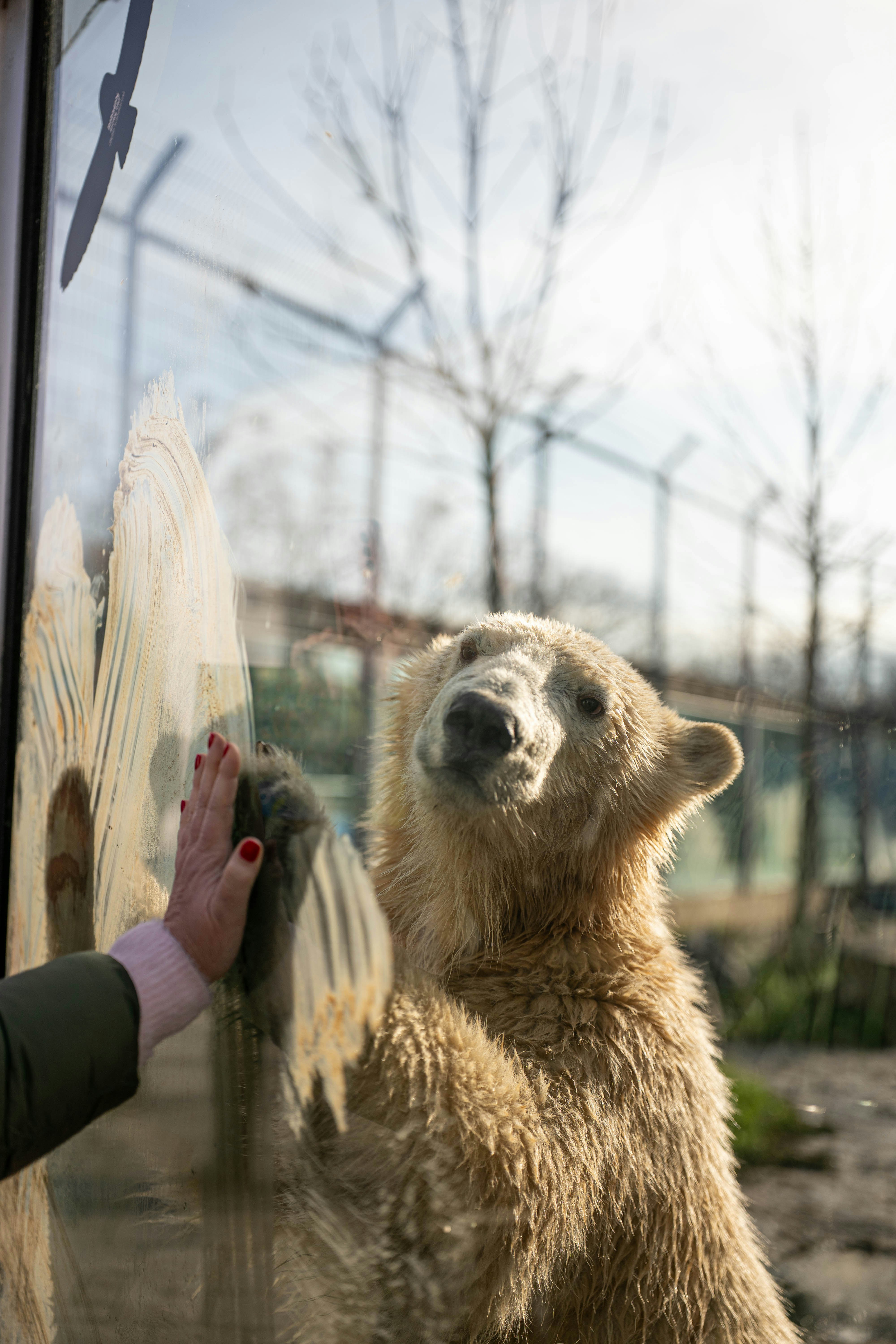 Curious Bear at the Glass: A Soft Encounter at the Fenced Exhibit