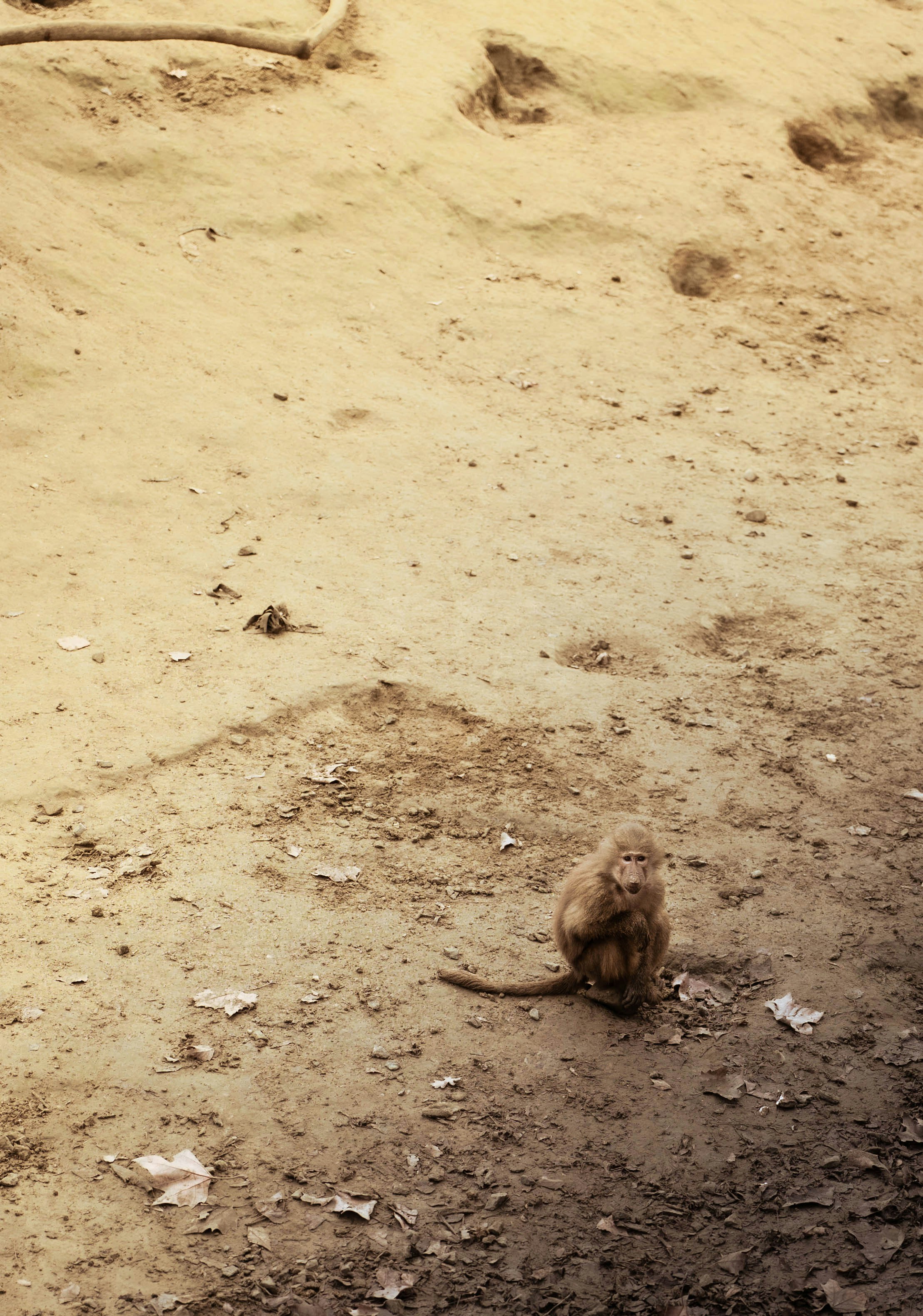 Distant Sentry: A Baby Mongoose on the Dusty Ground