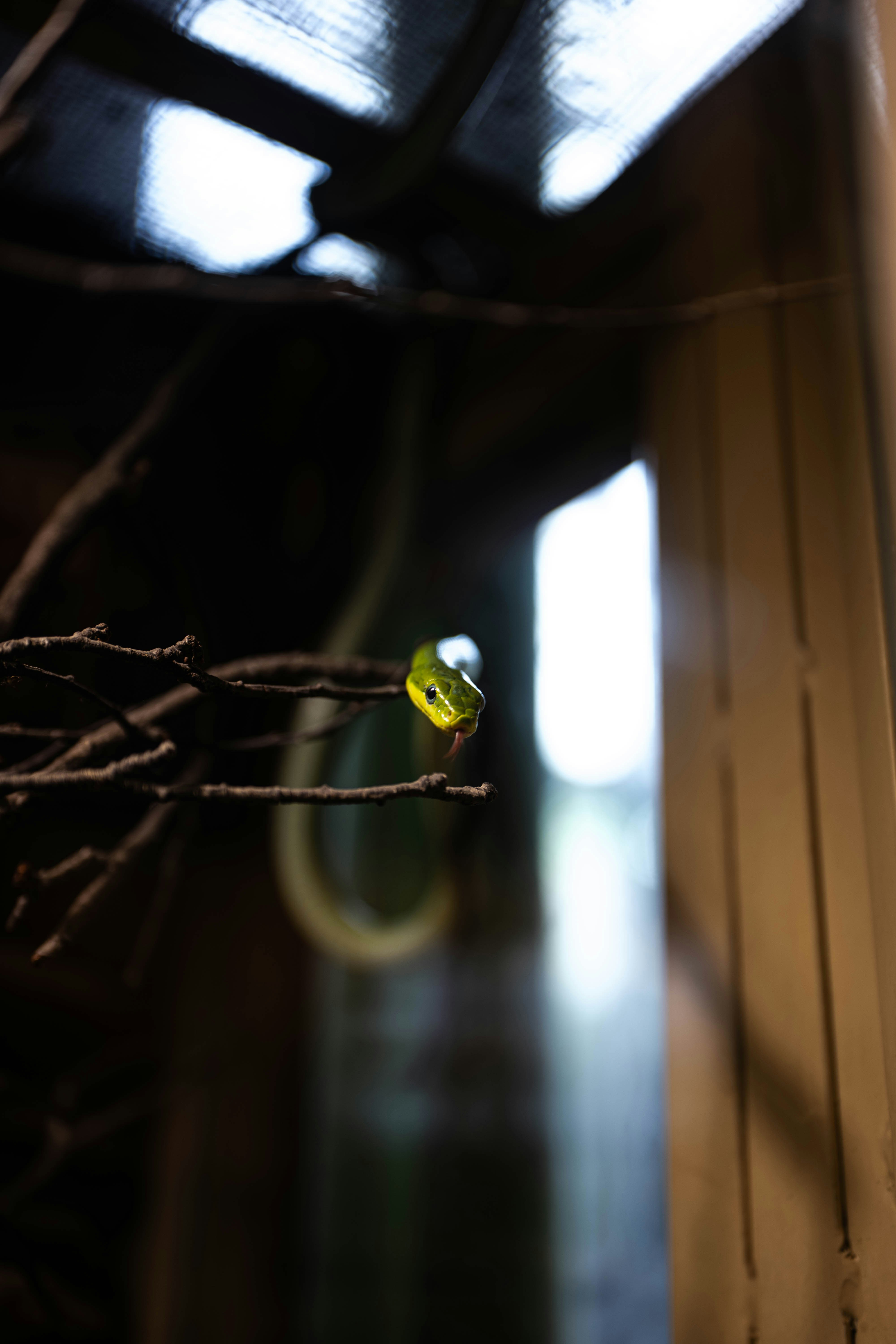 Tiny Green Lizard on a Branch: A Moment of Color in a Dim Workshop
