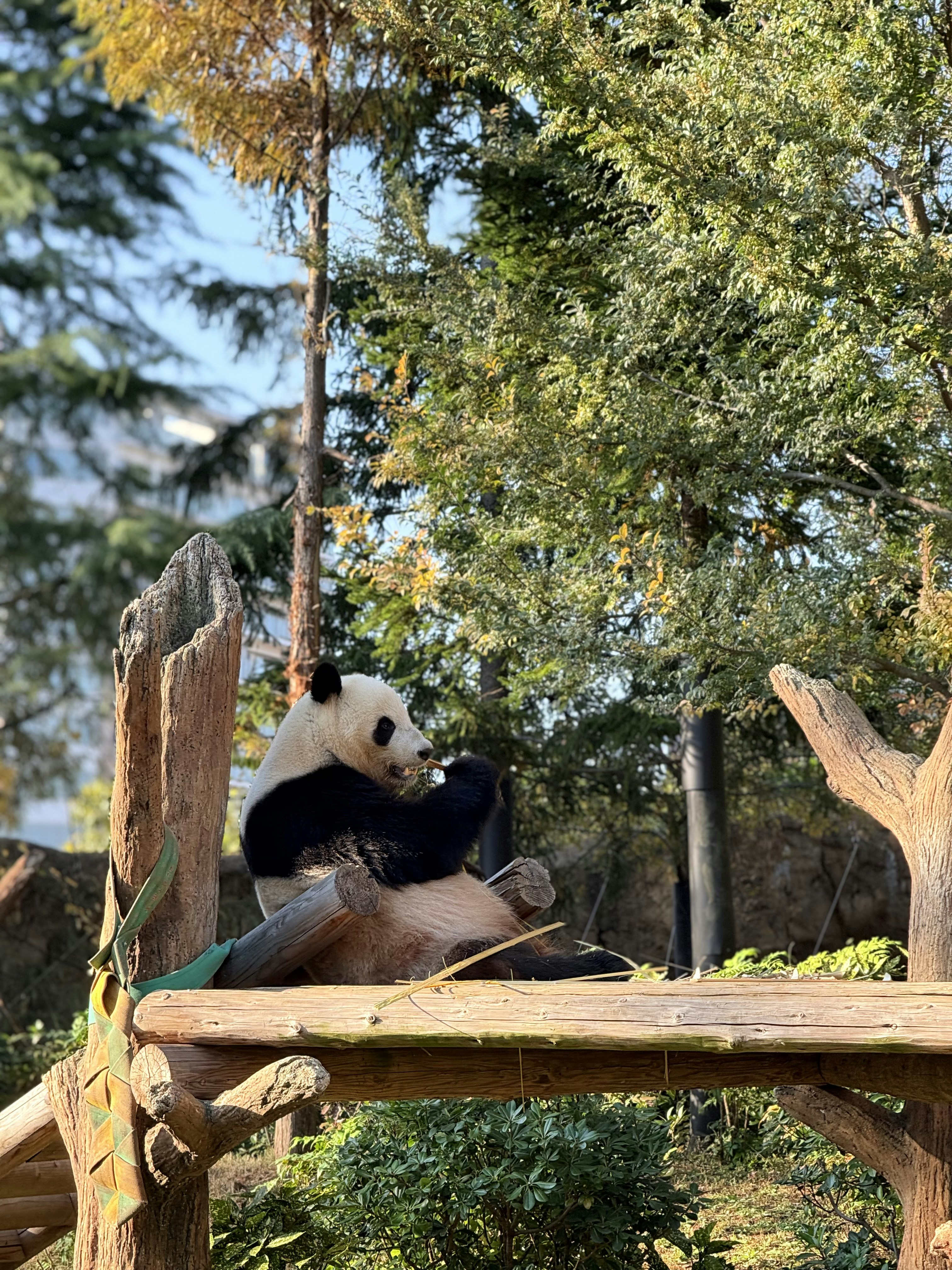 Panda Perch: A Quiet Moment Amid Wooden Spires