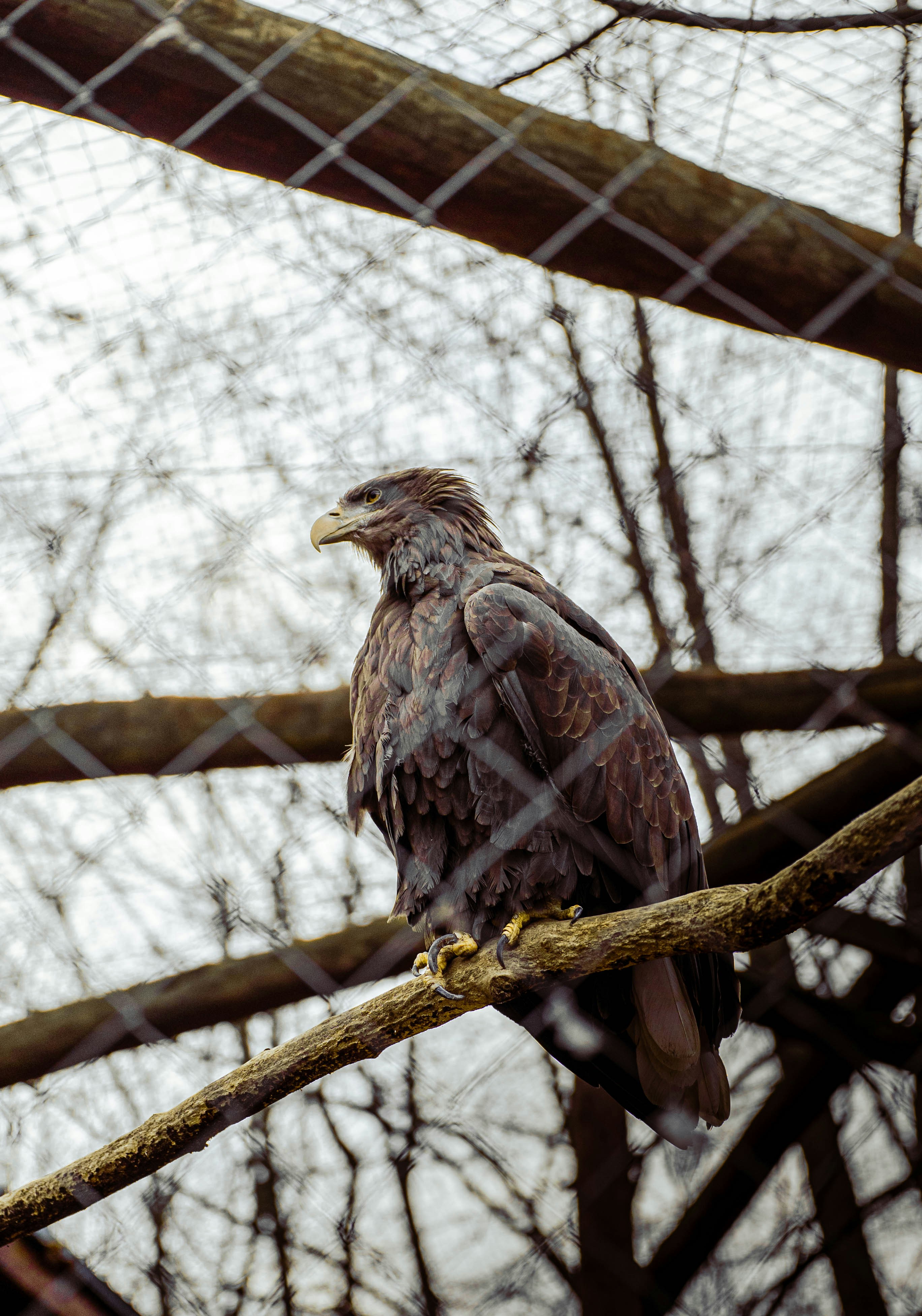 Perched Watcher: Eagle on a Weathered Timber