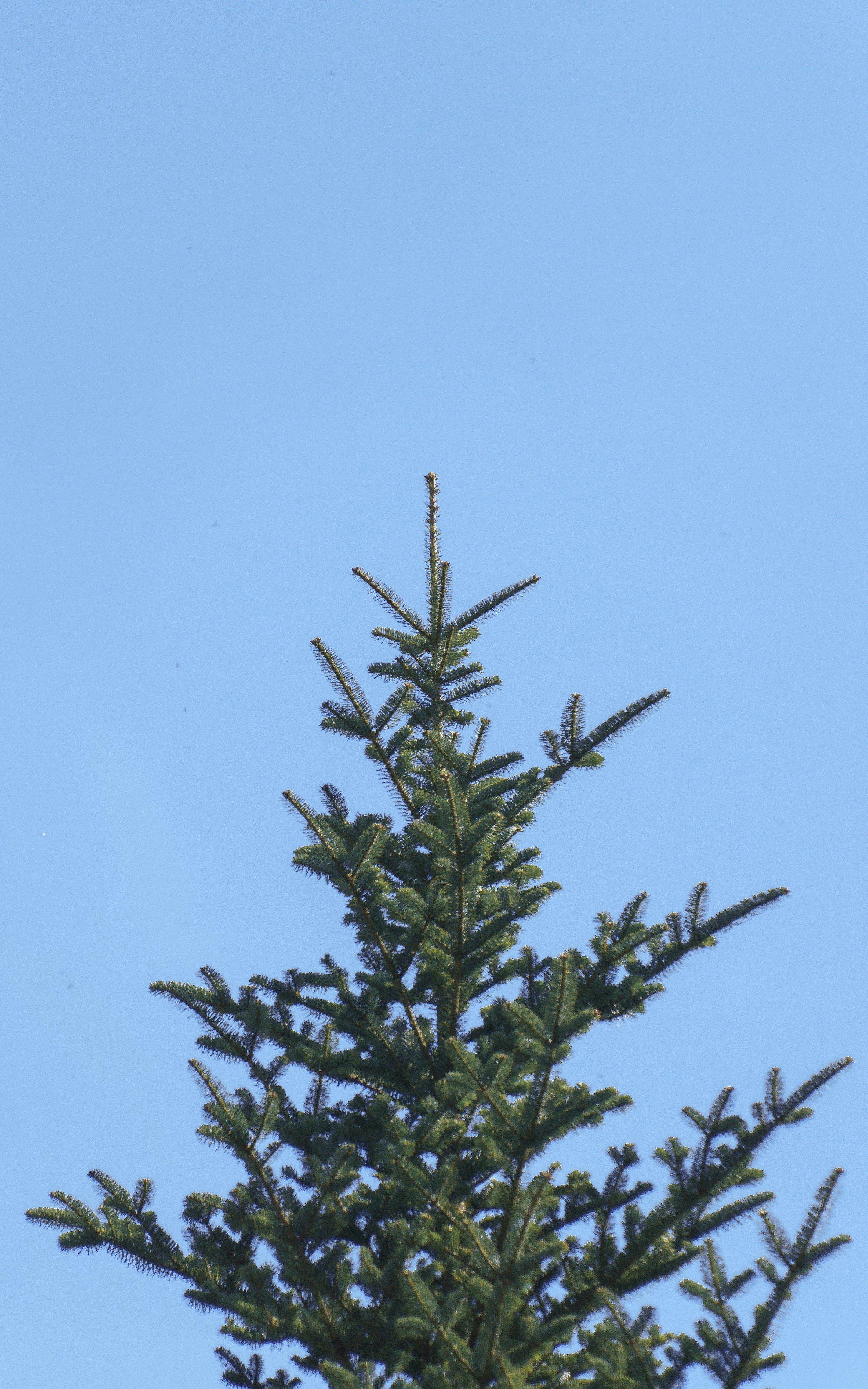 Skyward Conifer: A Lone Evergreen Reaching Toward a Clear Azure
