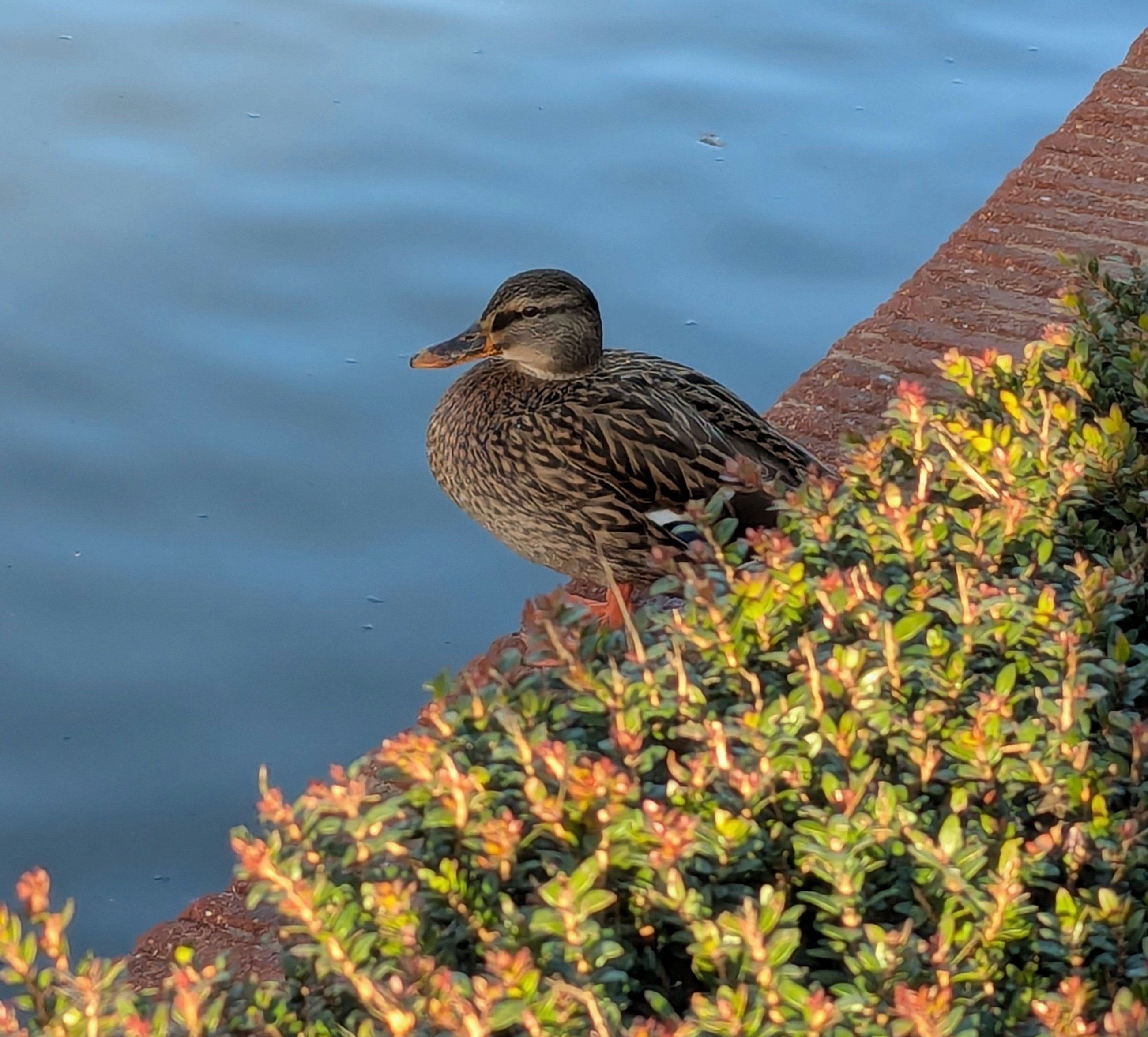 Duck at the Water's Edge: Quiet Habitat by Brick Embankment