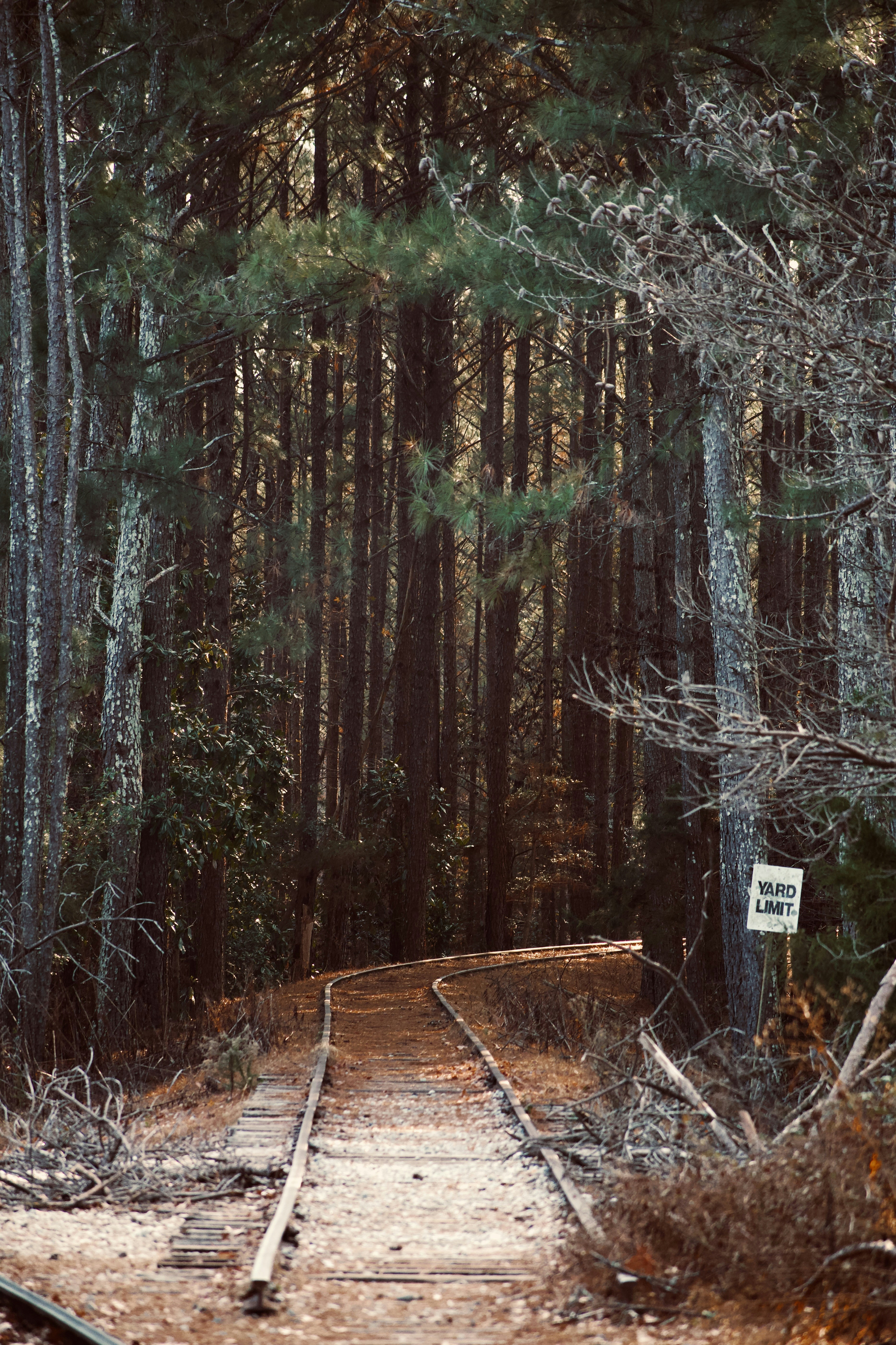 Cottonwood Creek of Tracks: A Forest Path Between Pines