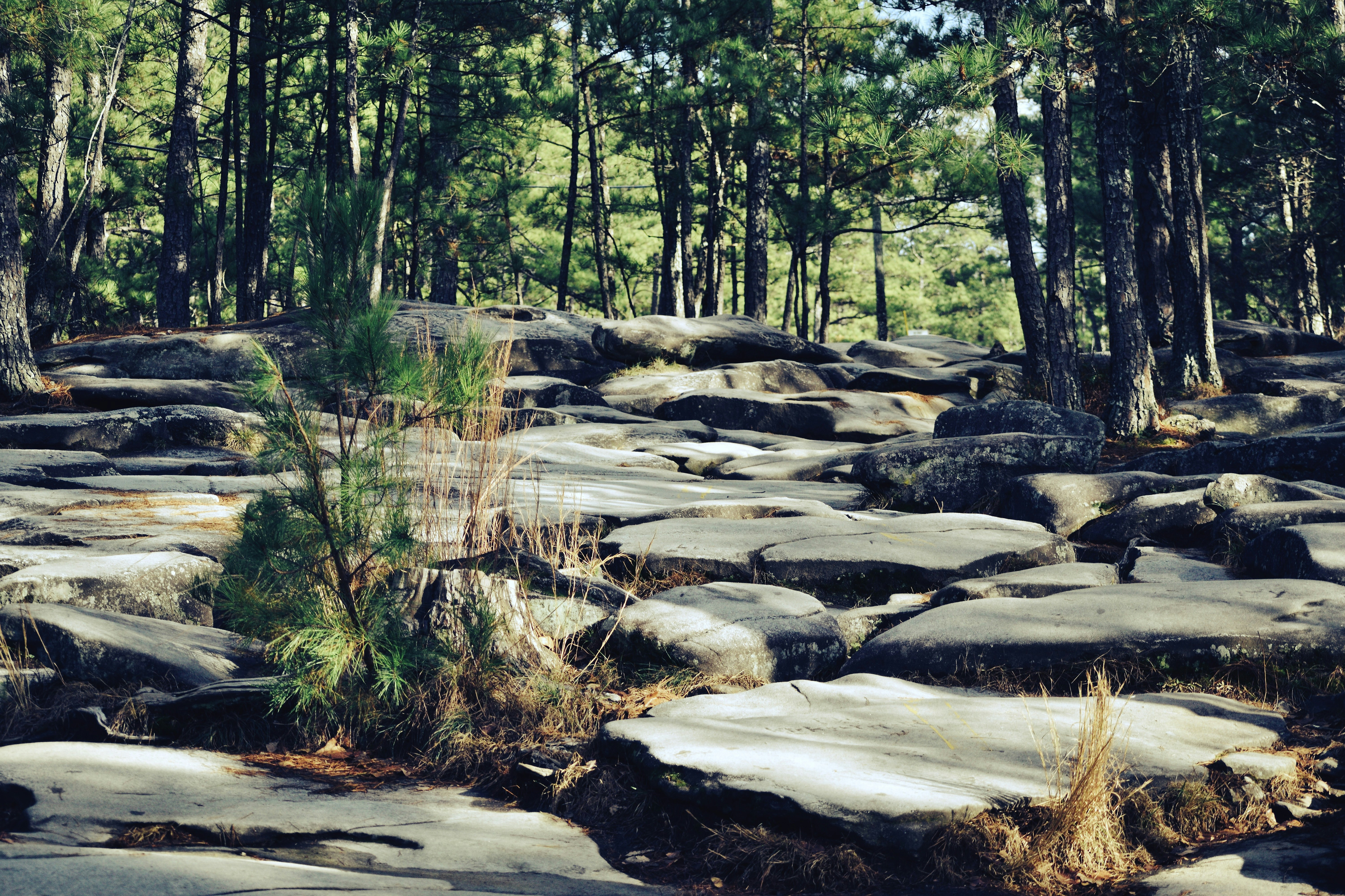 smooth stone in forest by walking path