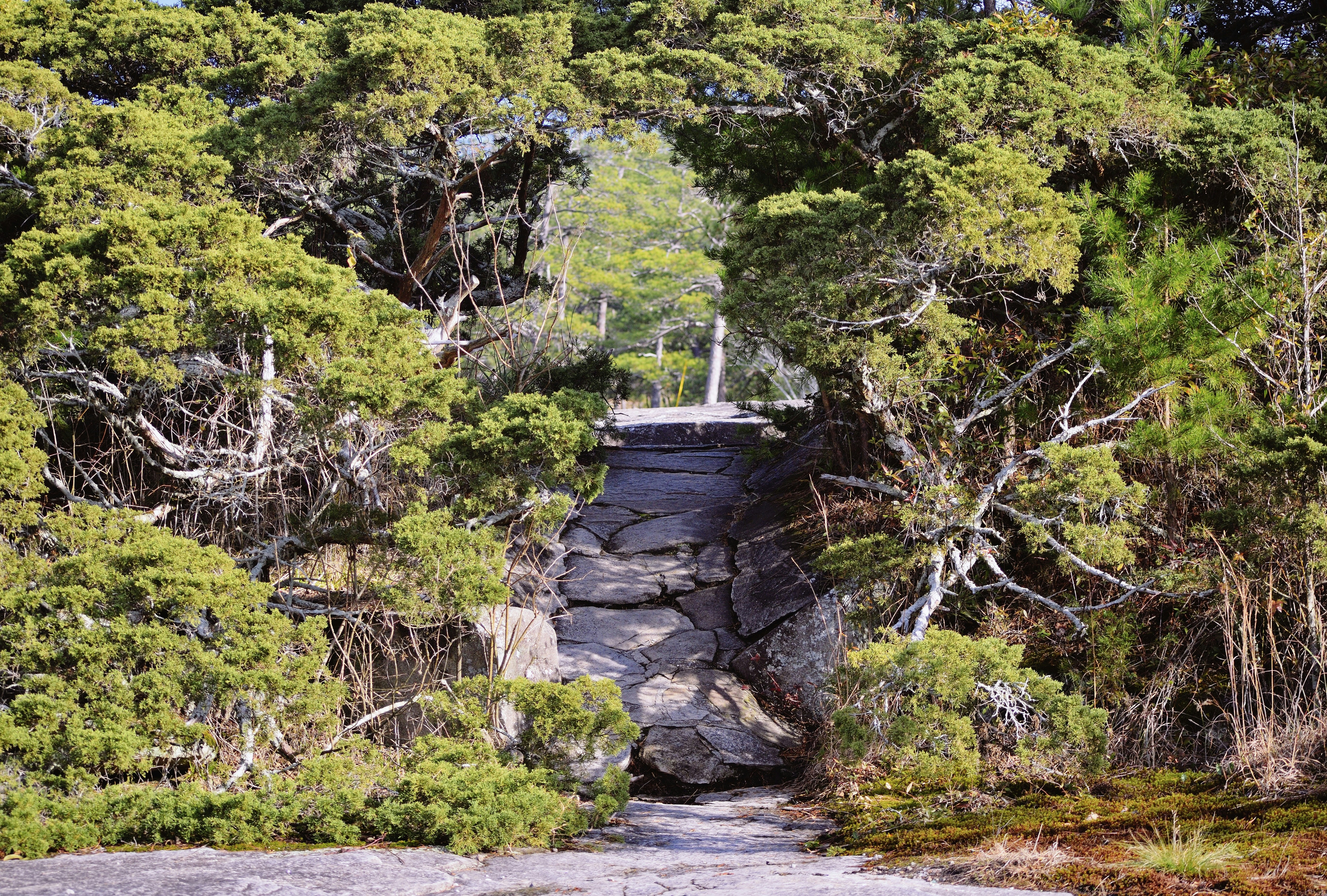 Hidden Staircase Narrowly Revealed Between Pine and Granite