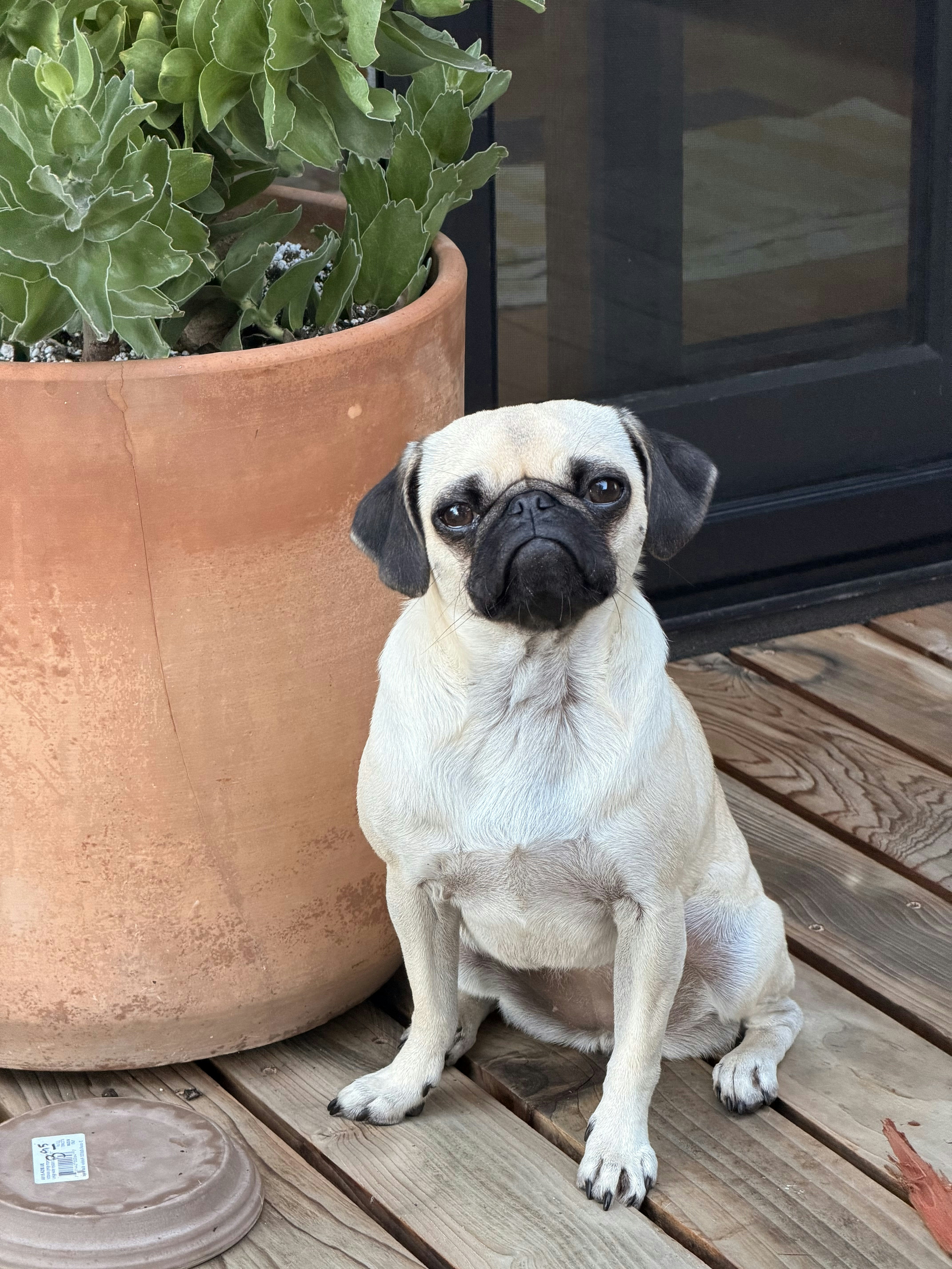 Curious Pup on the Porch