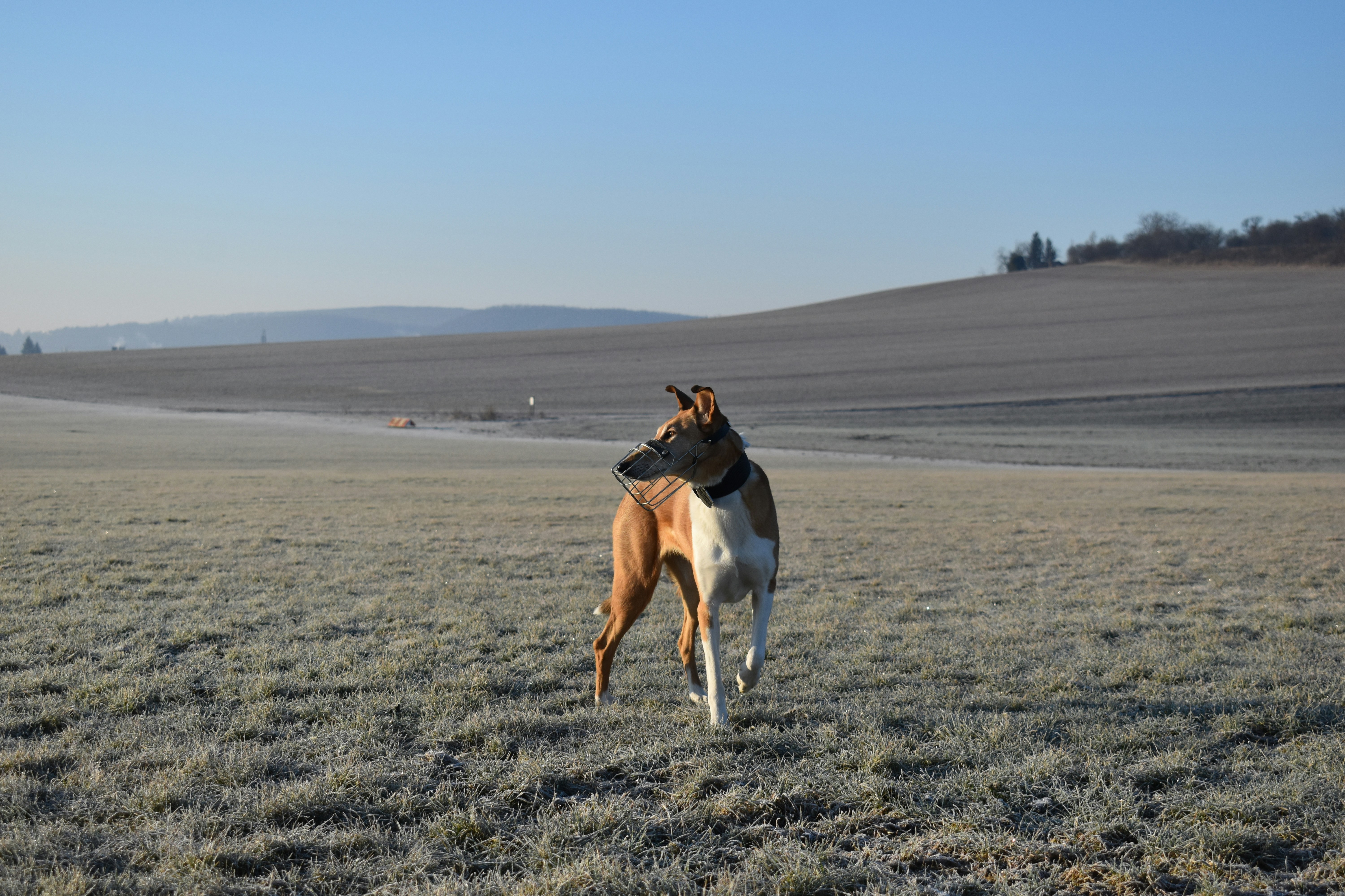 A Pair of Hounds Amid Open Fields