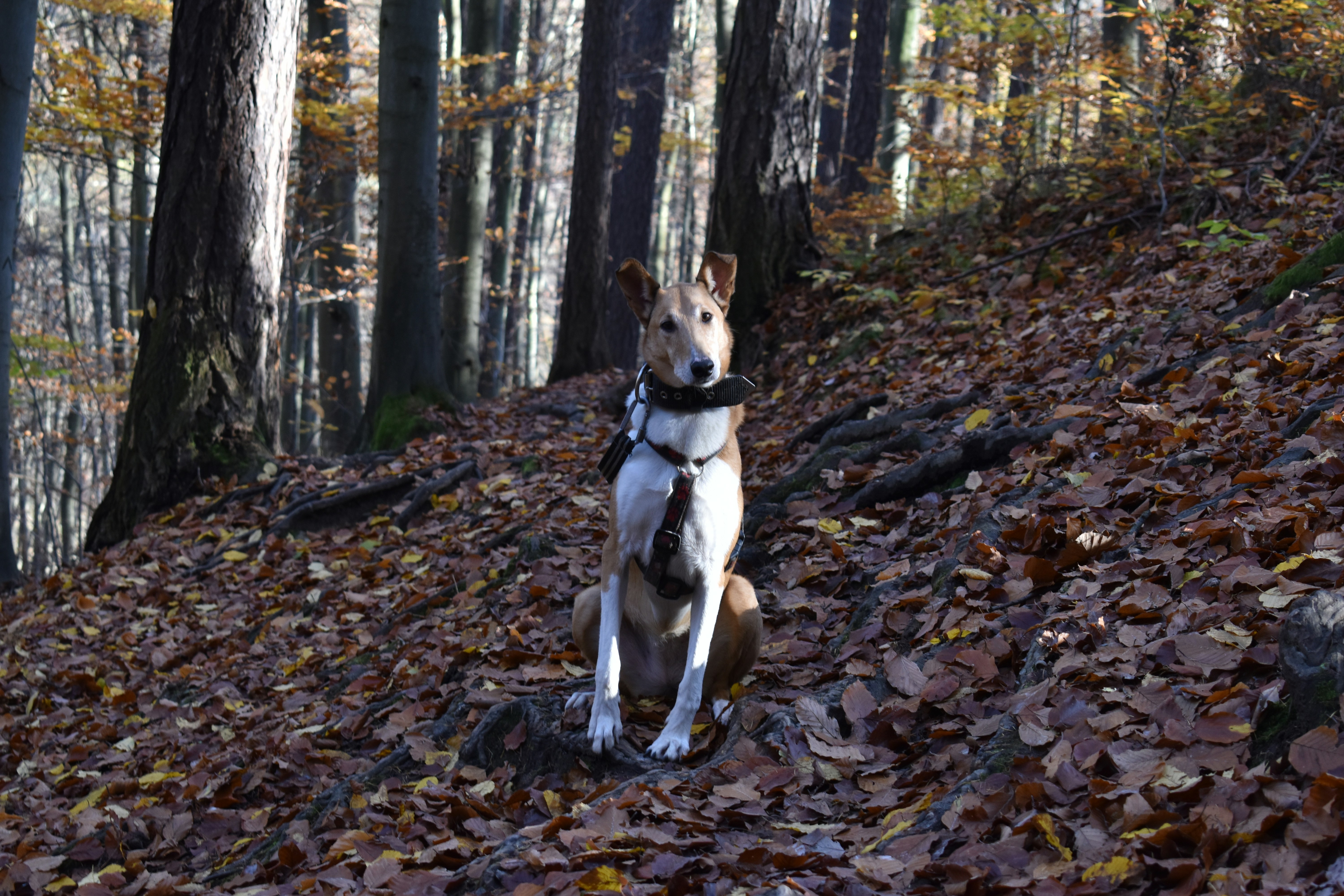 Sitting in Autumn: A loyal hound on a leaf-kissed trail