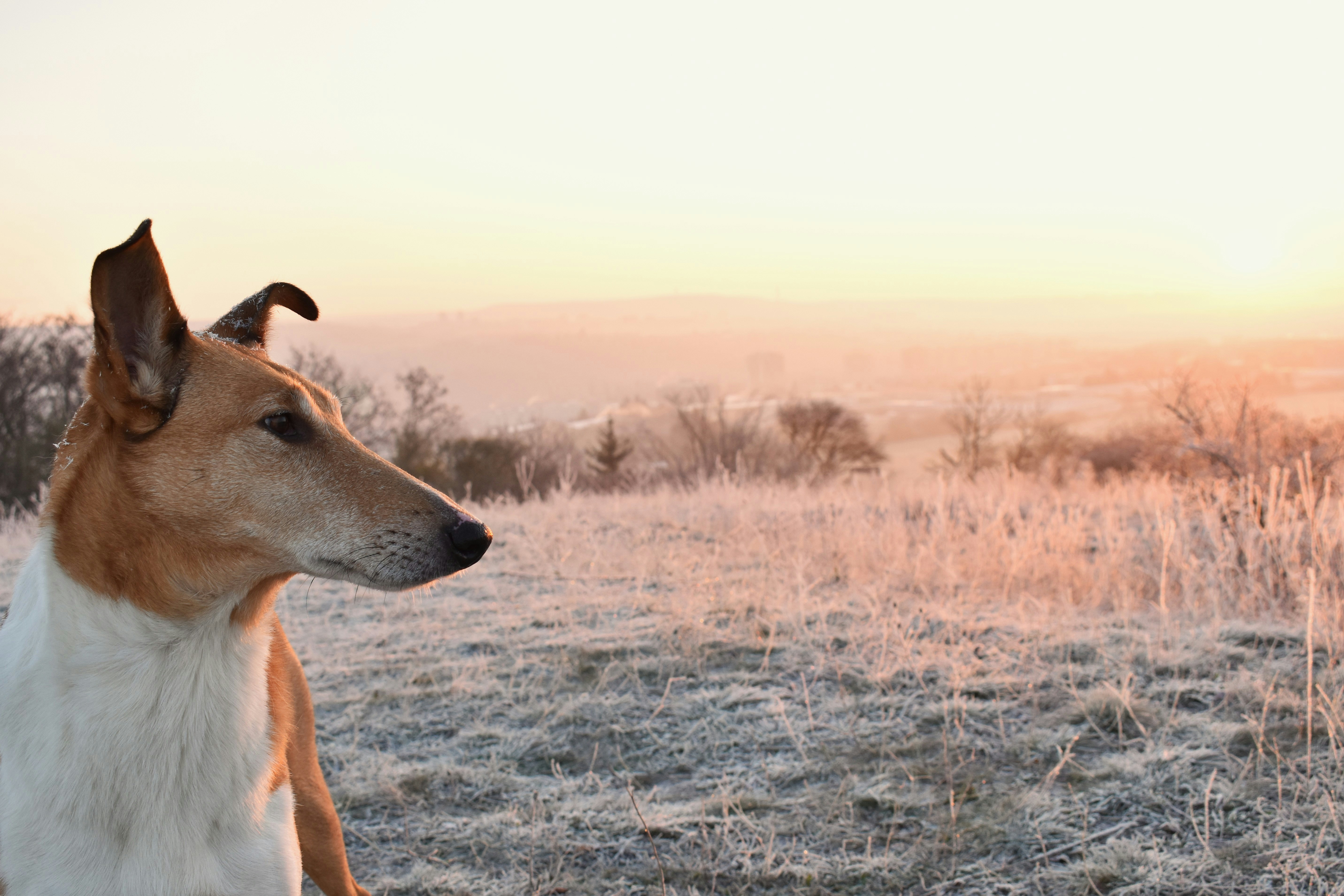 Cozy Dawn by the Frosty Field