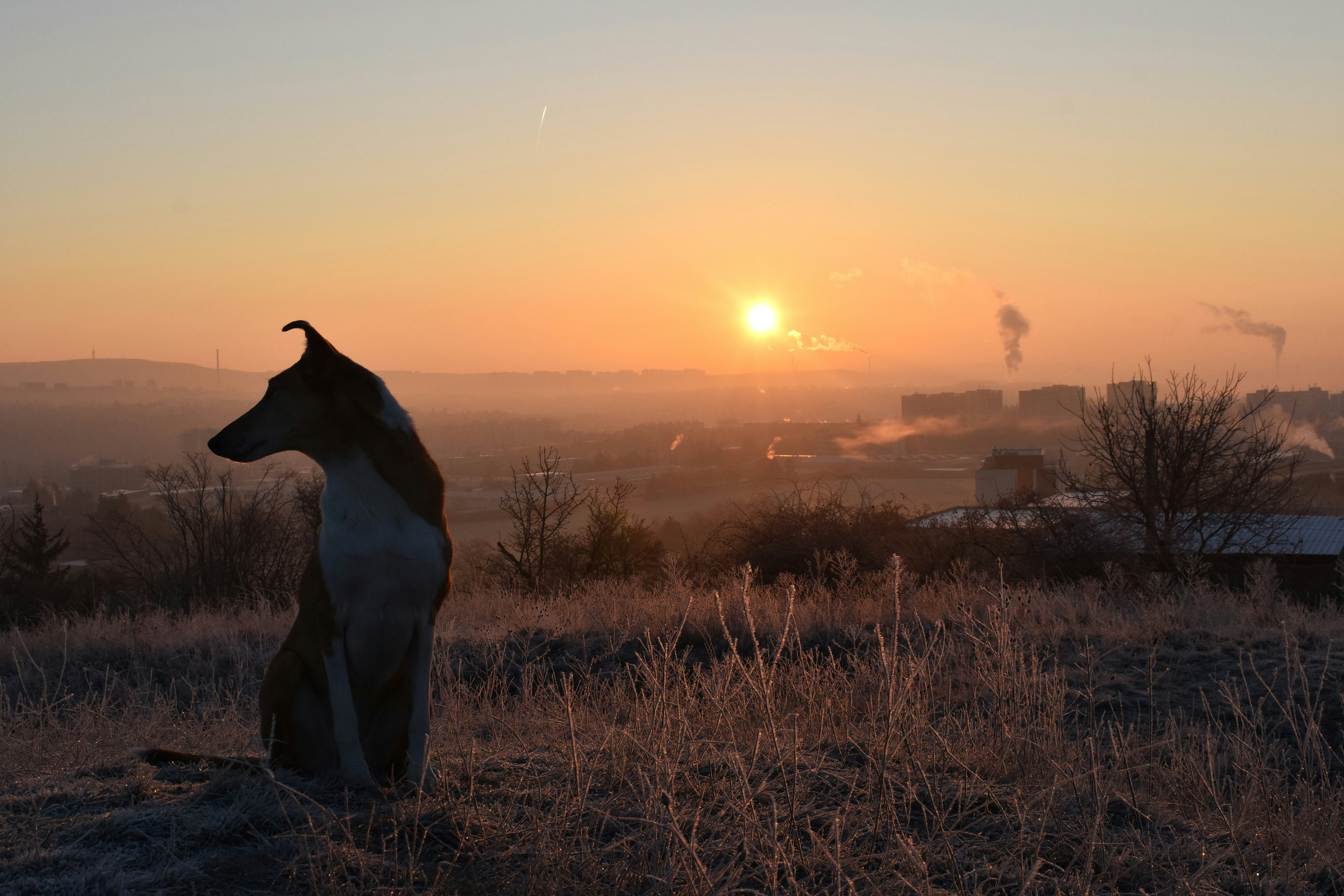 Sunrise Sentinel: A Dog Watches the Horizon