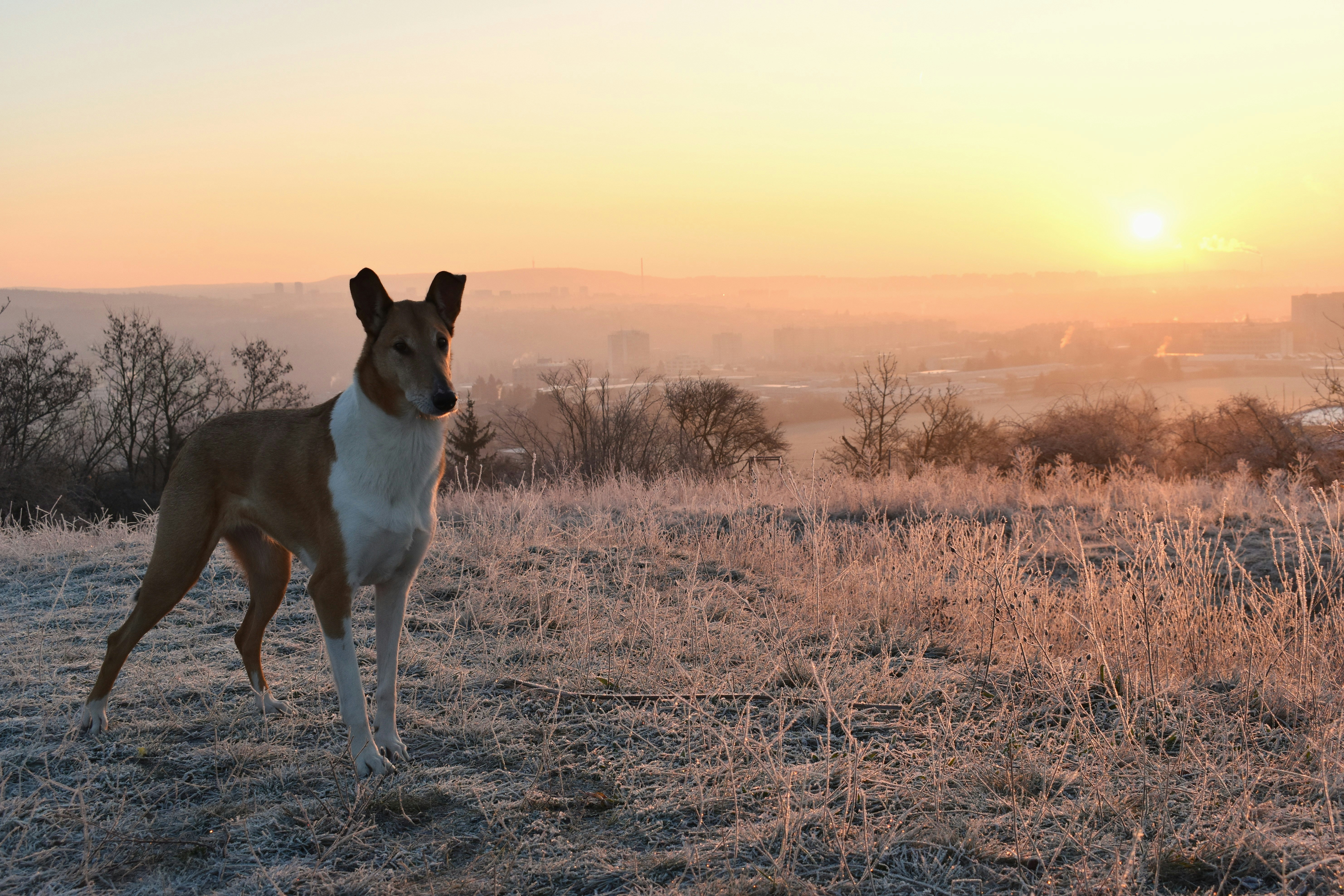 Dusk Wanderer: A Foxy Stand at the Edge of Sunrise Field