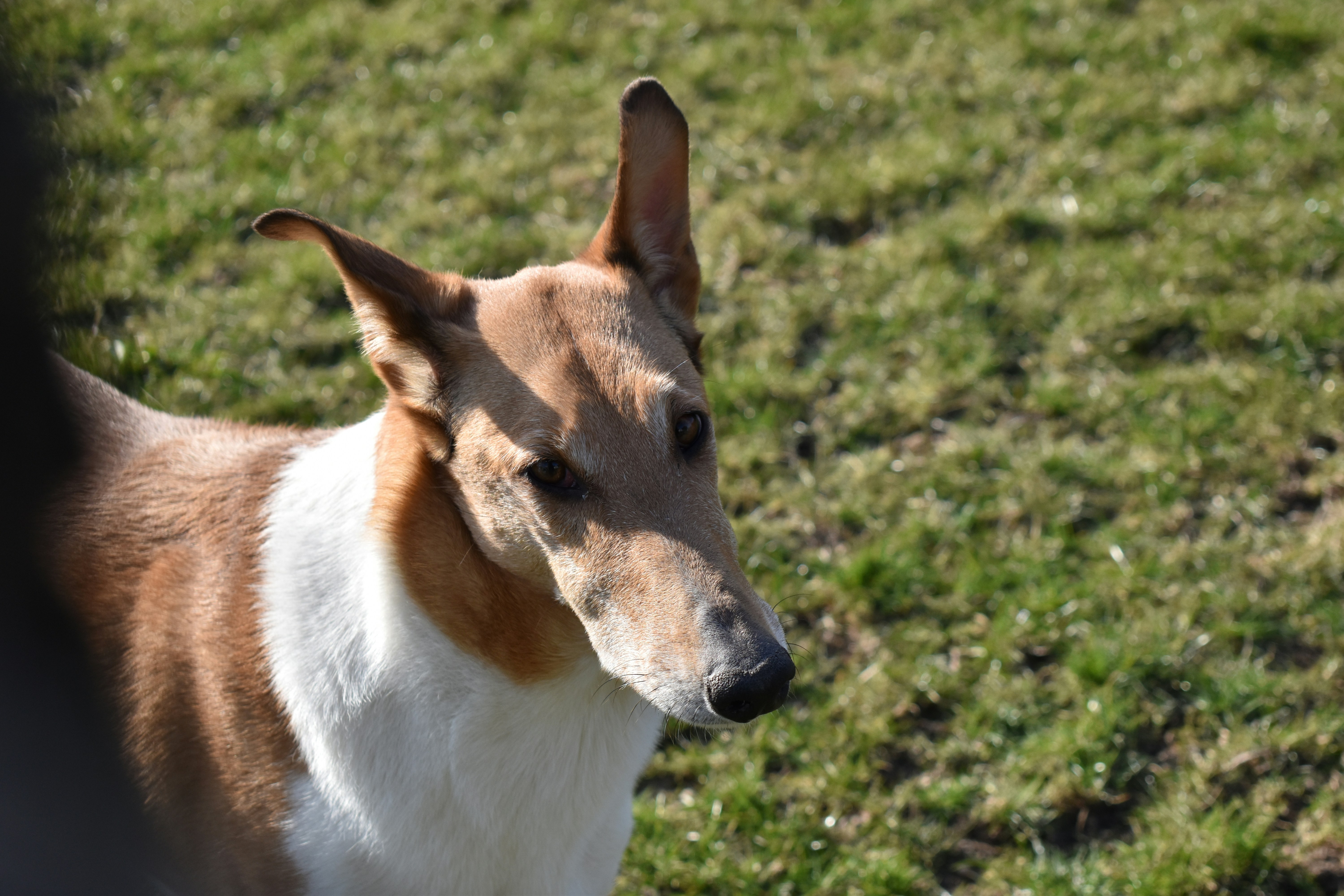 Close-Up of a Focused Corgi-leaning Head in Sunlit Field
