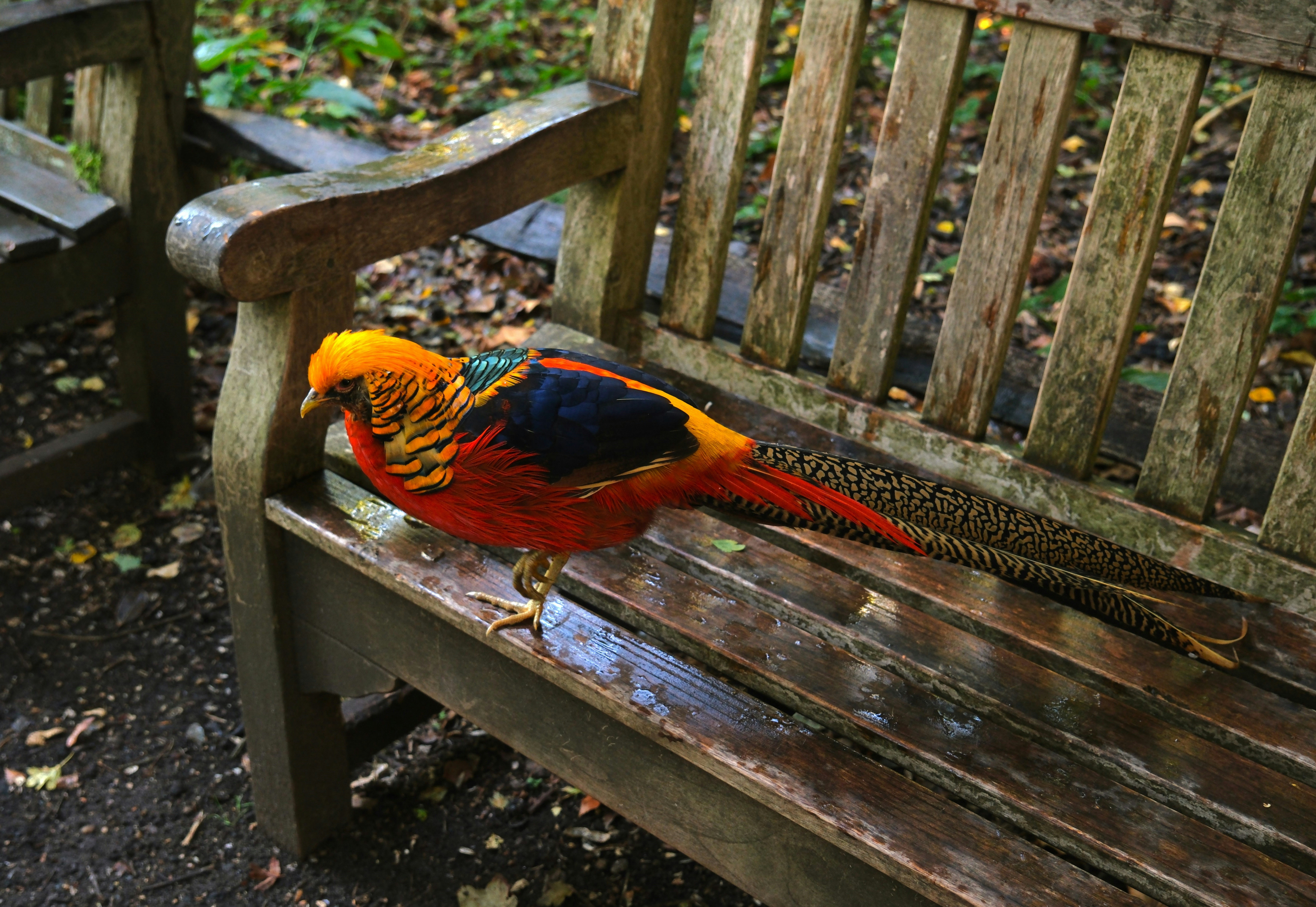 City life is so intense, I'll take a little siesta on a bench - said the Golden Pheasant