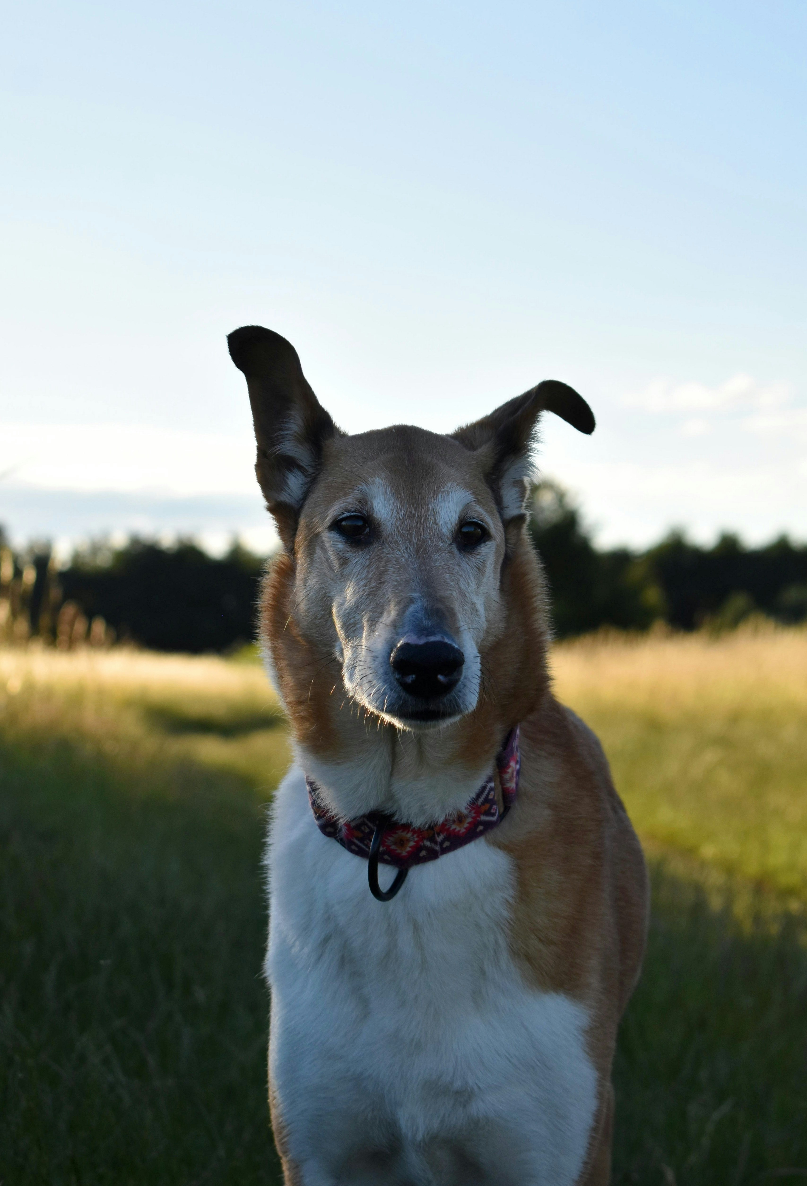 Portrait of a Calm Hound in Golden Field