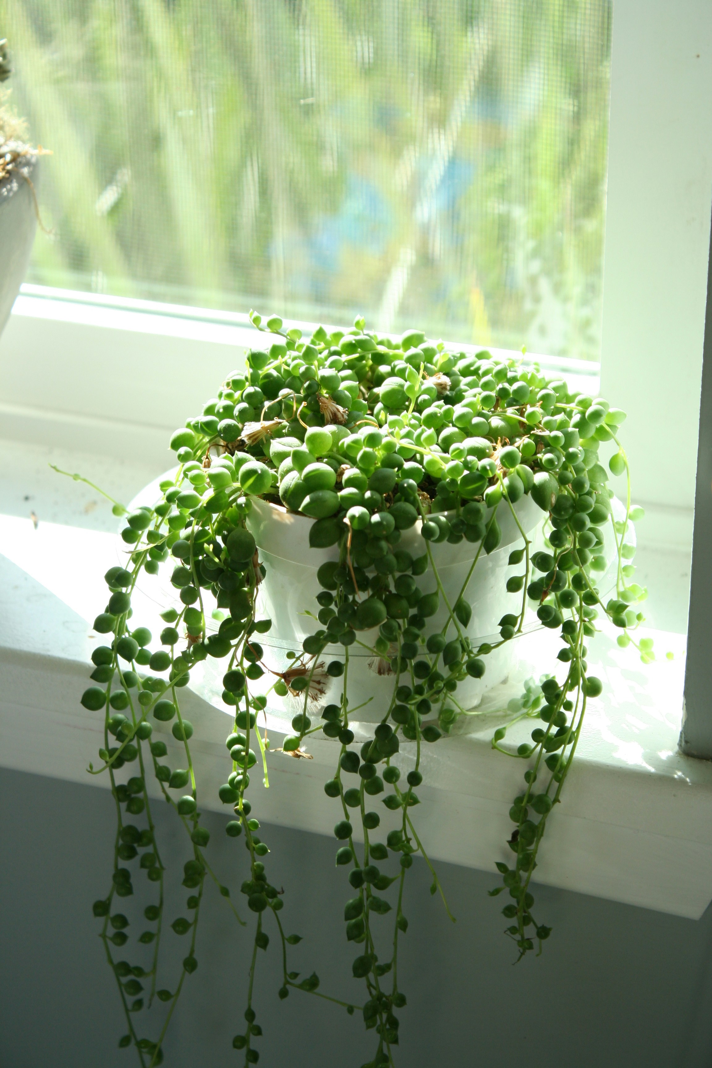 Sunlit Window Garden: trailing Jade in a White Ceramic Pot