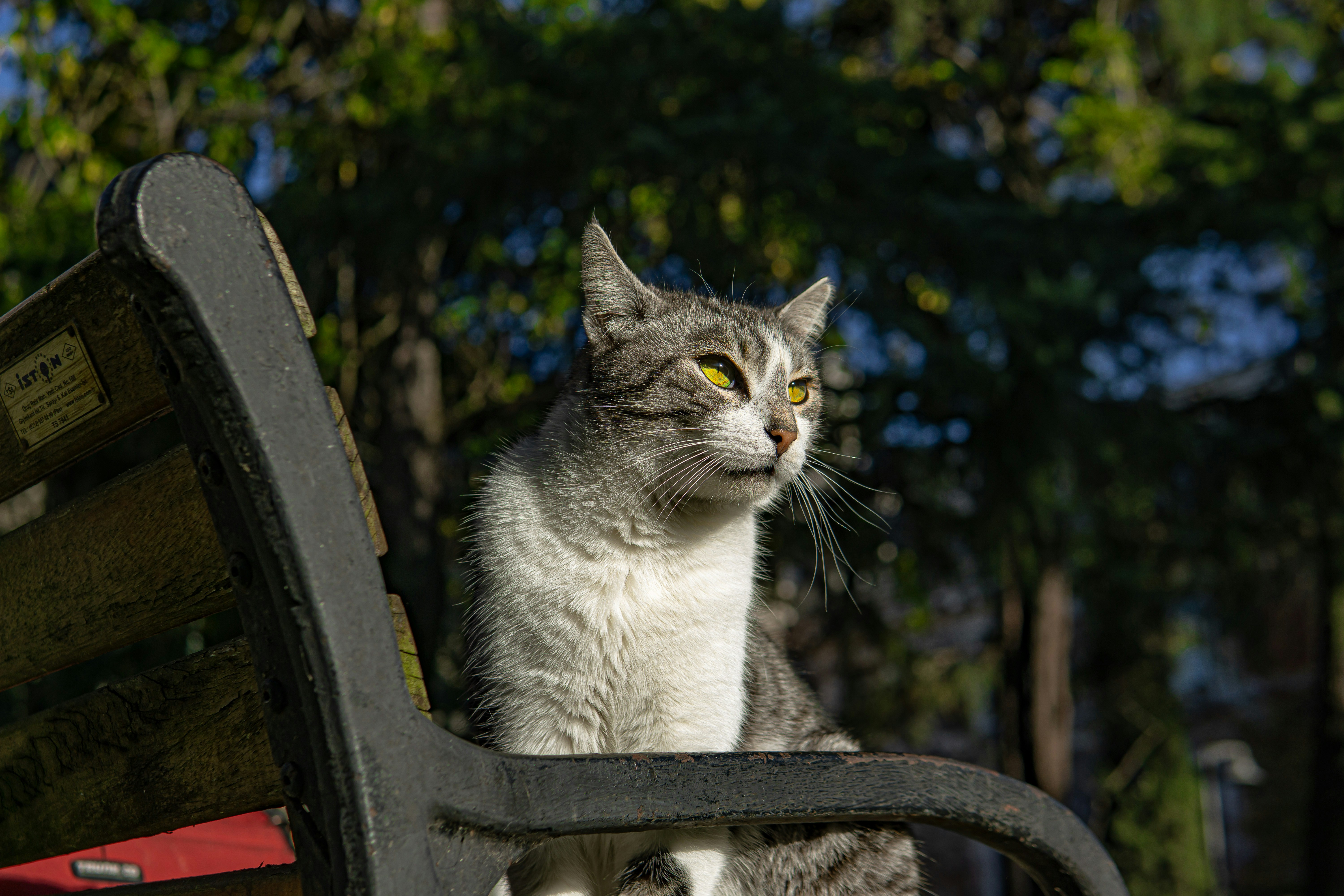 Photo by Umut Tülüoğlu with Sony Alpha 6000