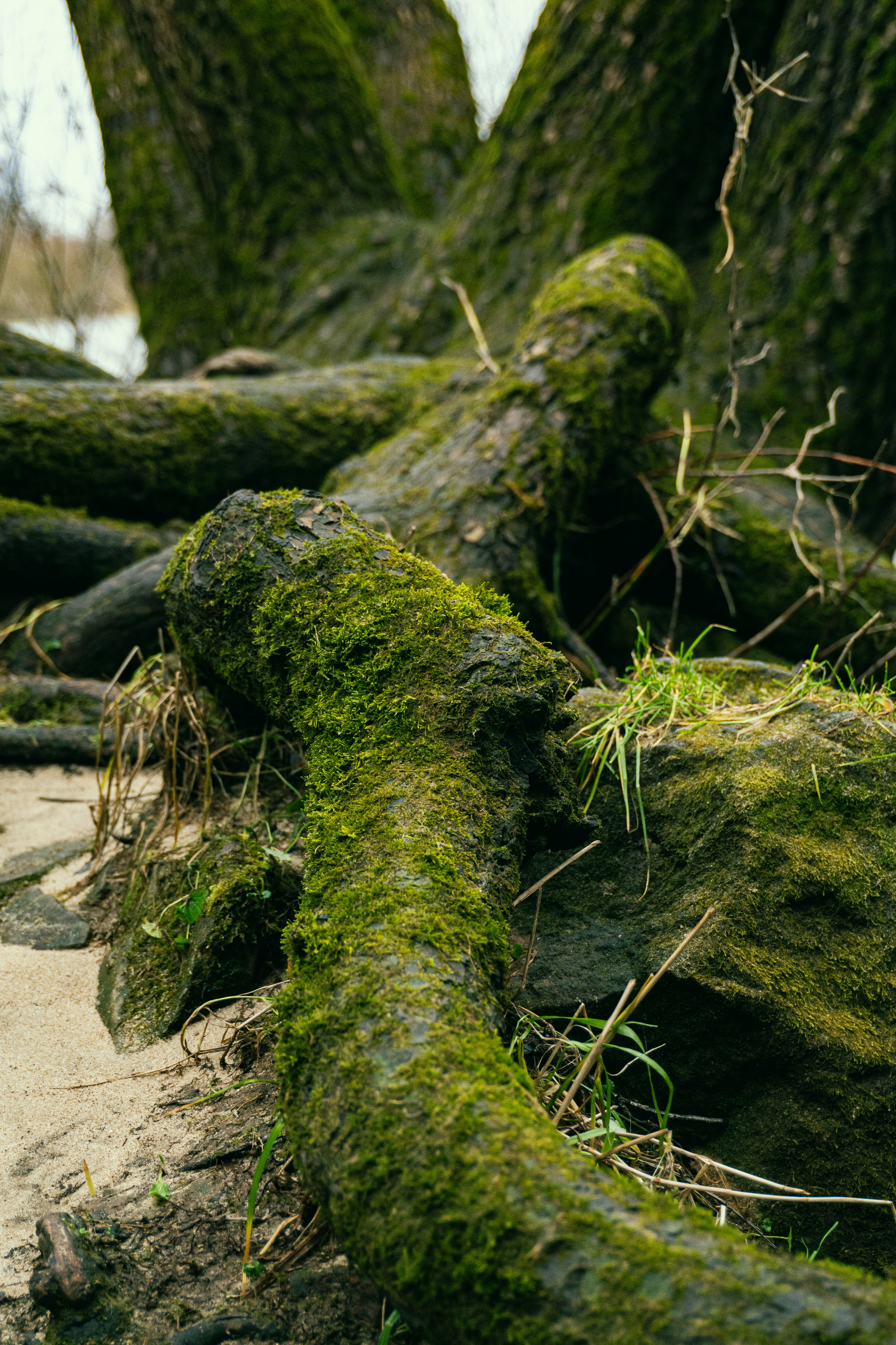 Moss-Clad Roots Weaving Through Quiet Ground