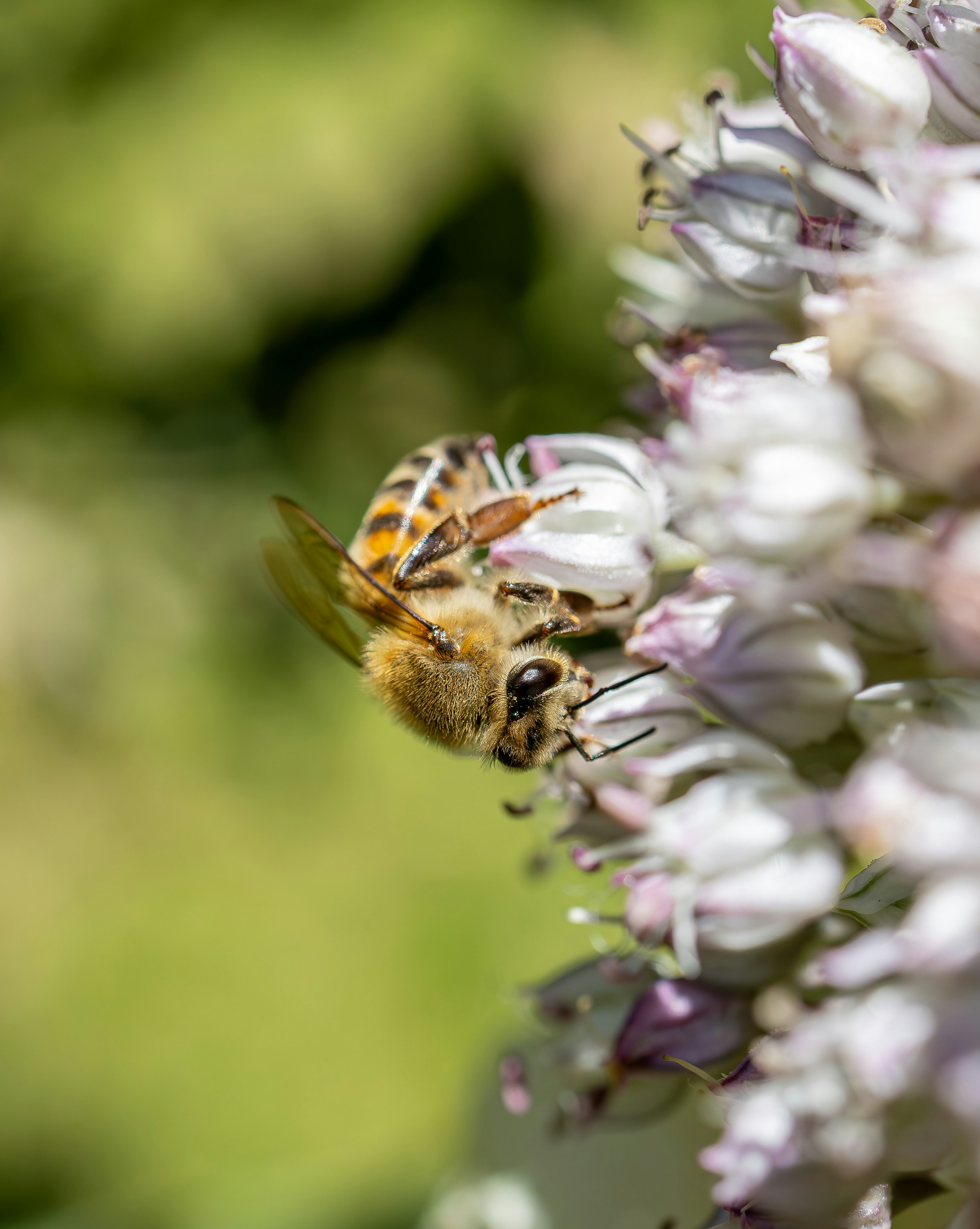 Buzzing Portrait: Honeybee on Pink-White Blooms