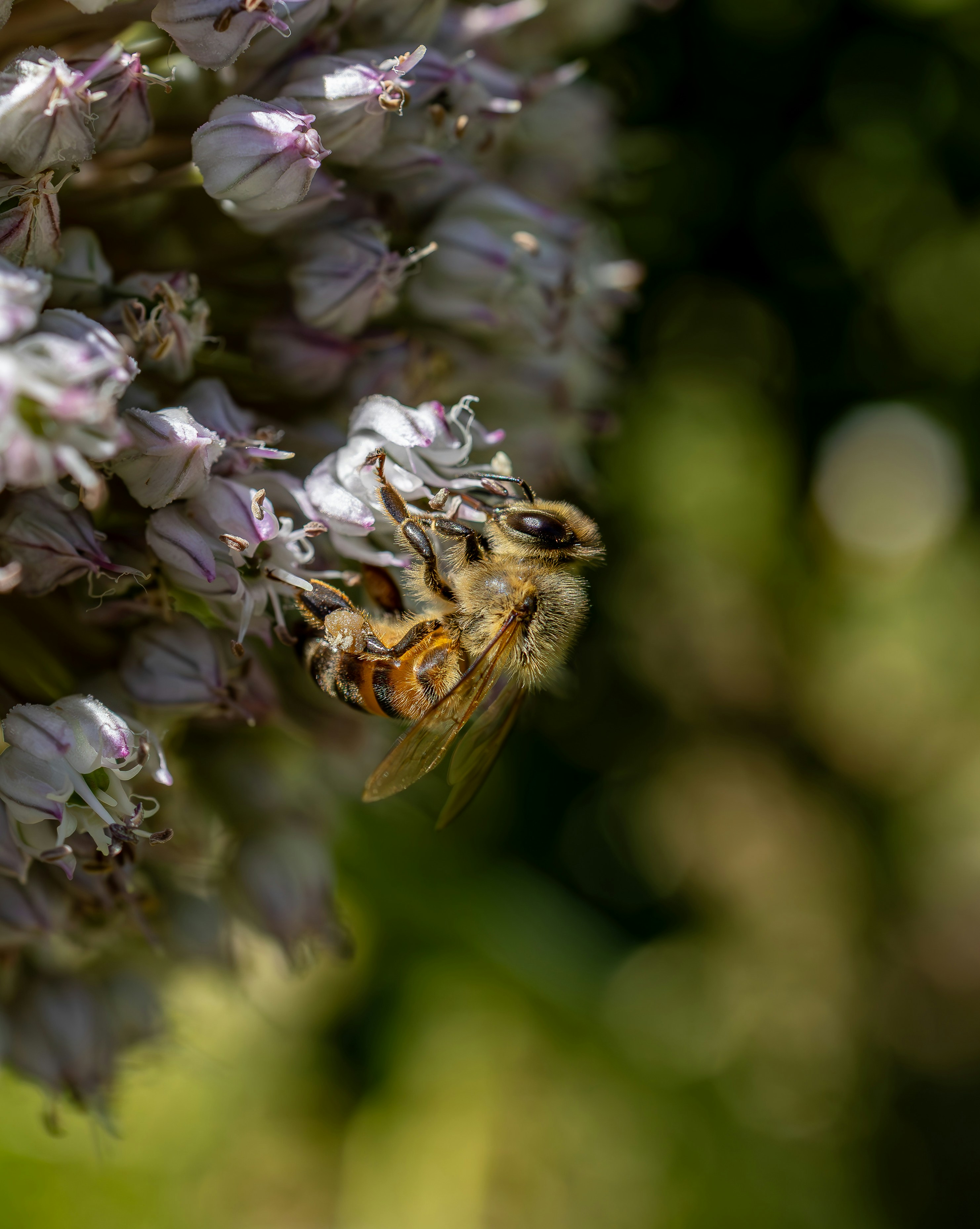 Buzz on a Bloom: A Honeybee at the Lip of a Pink Cluster