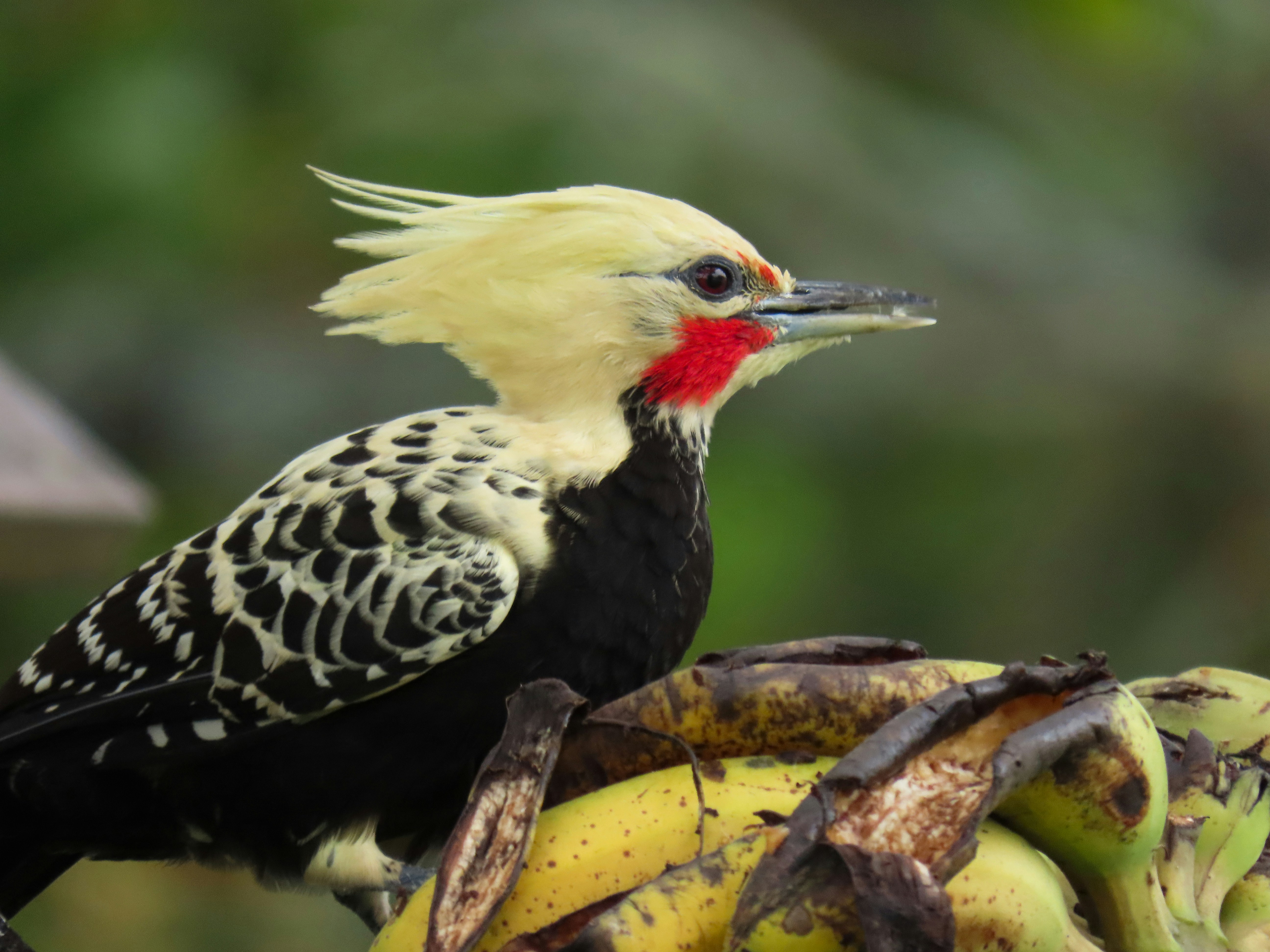 Pica-pau-de-cabeça-amarela/Blond-crested Woodpecker (Celeus flavescens)